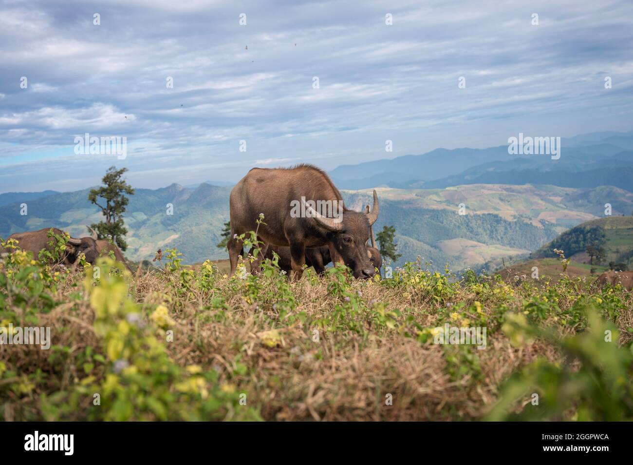 Buffalo grazing on pasture hill in rural farmland Stock Photo - Alamy