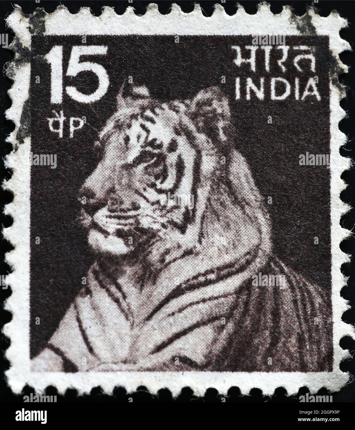 Tiger on ancient indian postage stamp Stock Photo - Alamy