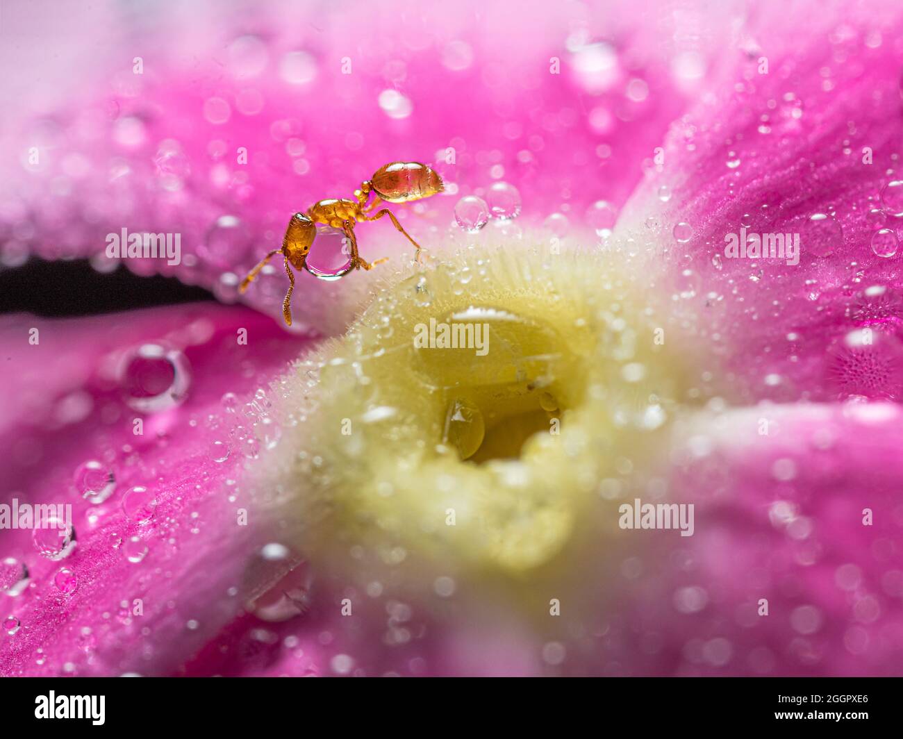 A tiny translucent ant carries a water droplet on a vinca flower in ...