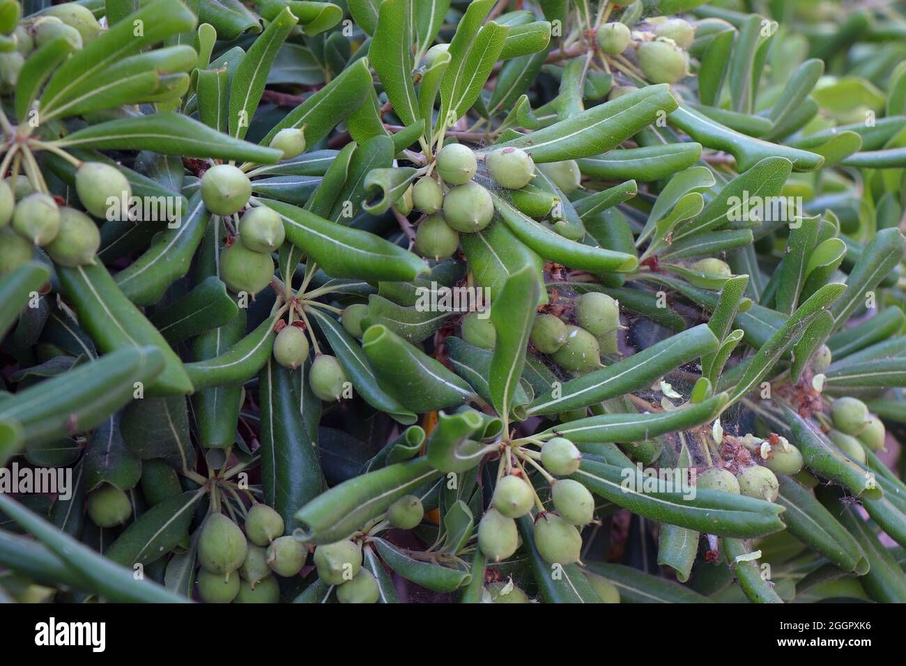 Branches of Pittosporum tobira or Australian laurel Stock Photo - Alamy