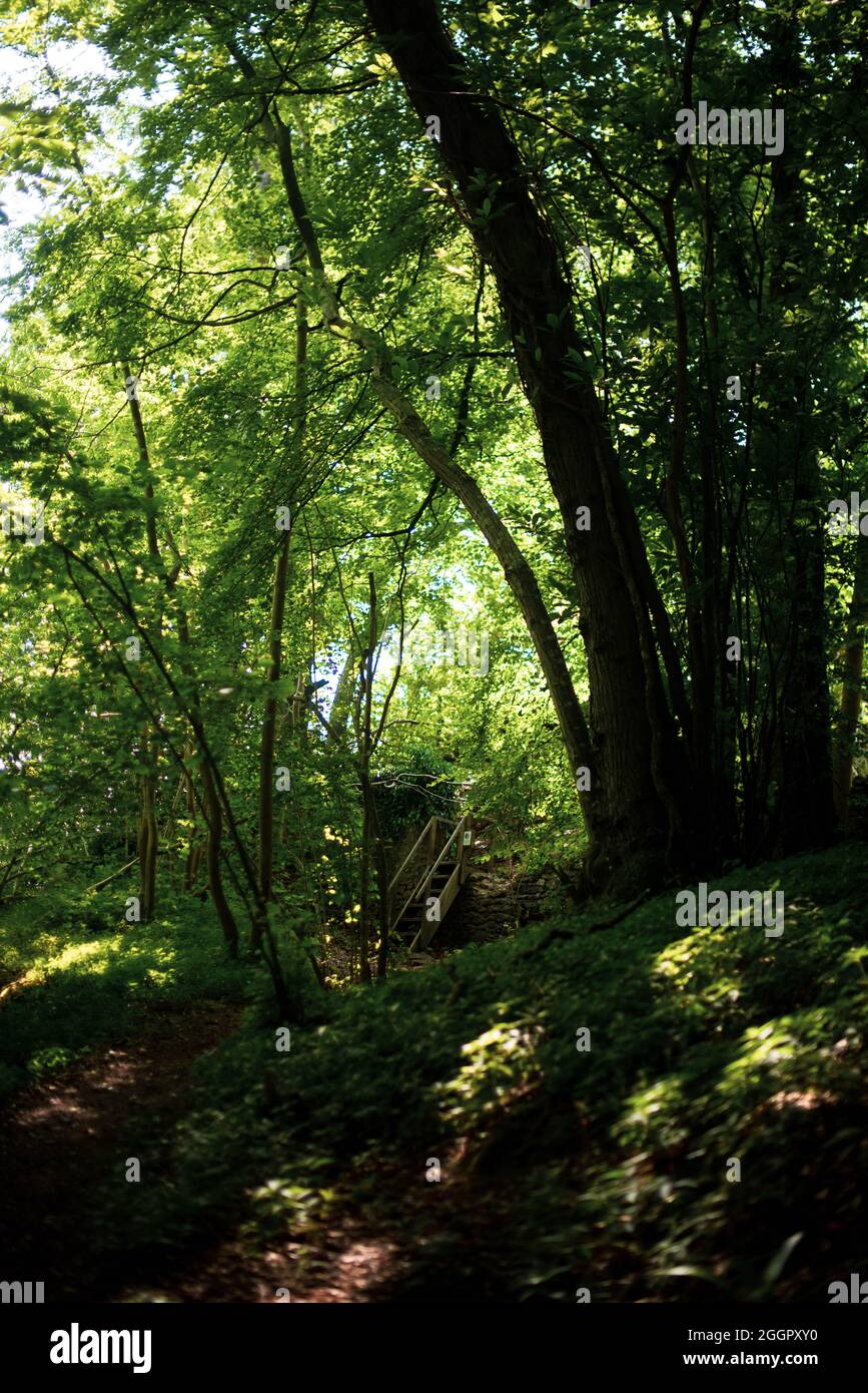 Stairs trees forest green hi-res stock photography and images - Alamy