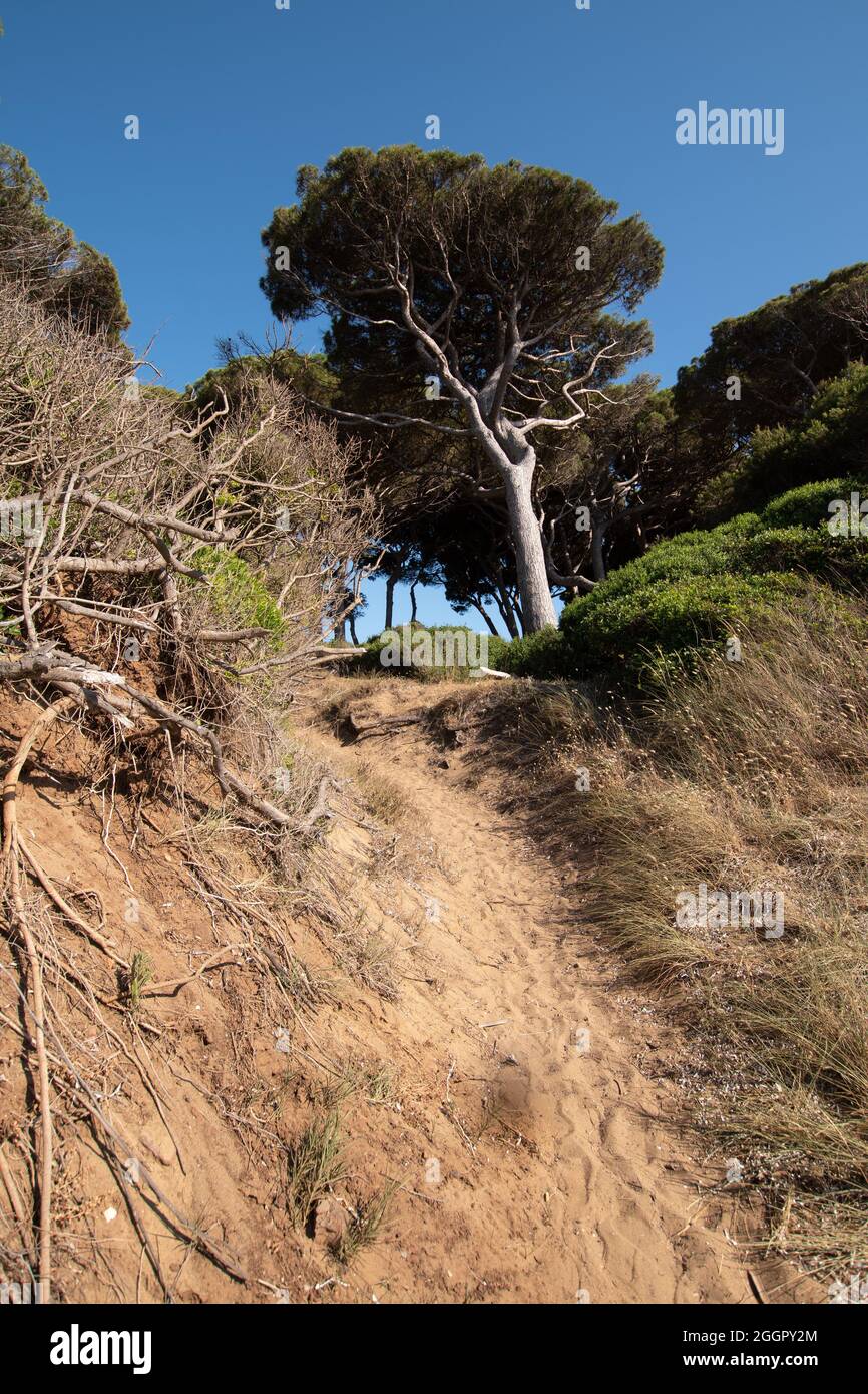 Baratti beach. The big pine grove on the first dune Stock Photo - Alamy