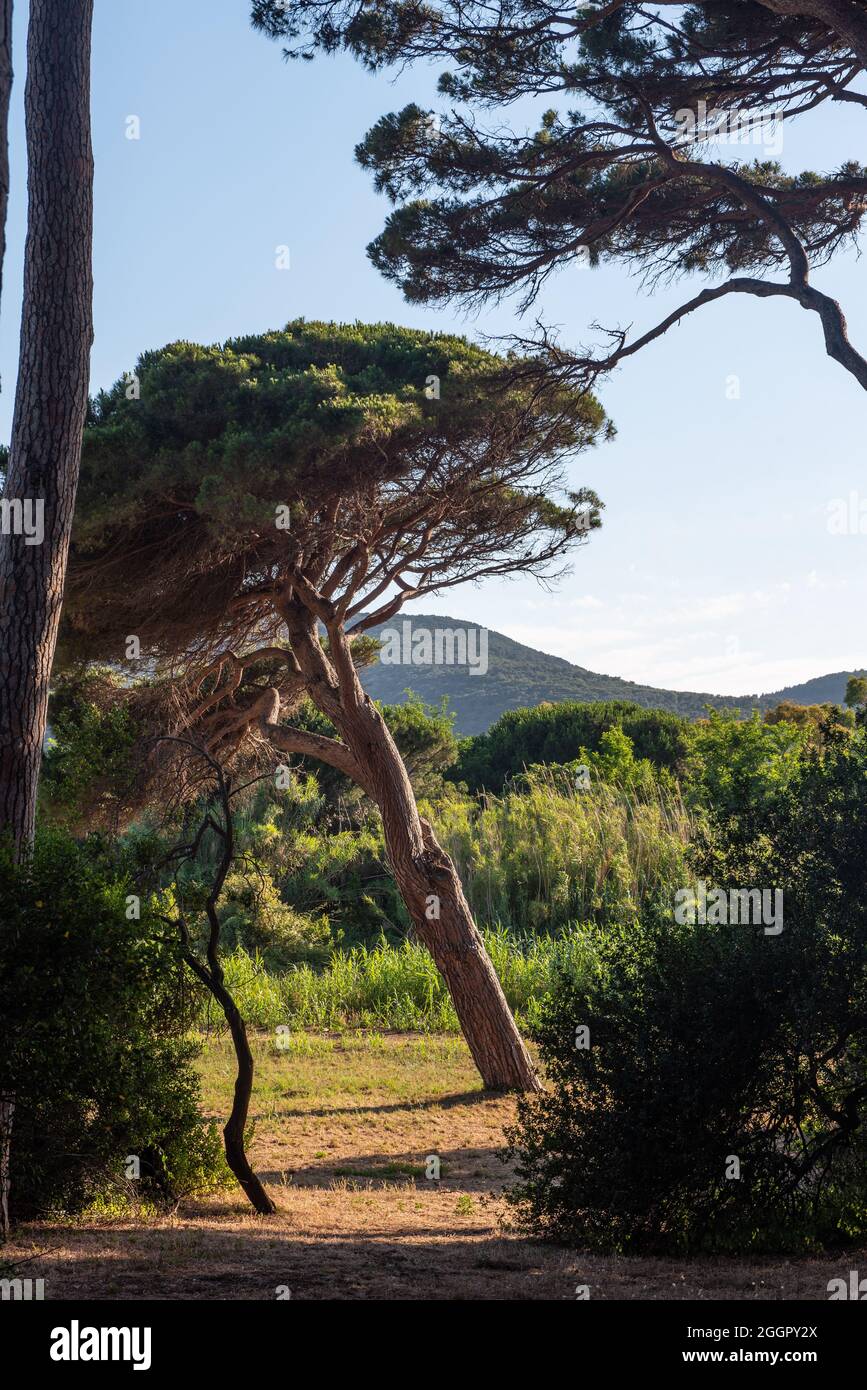 Baratti beach. The big pine grove on the first dune Stock Photo - Alamy