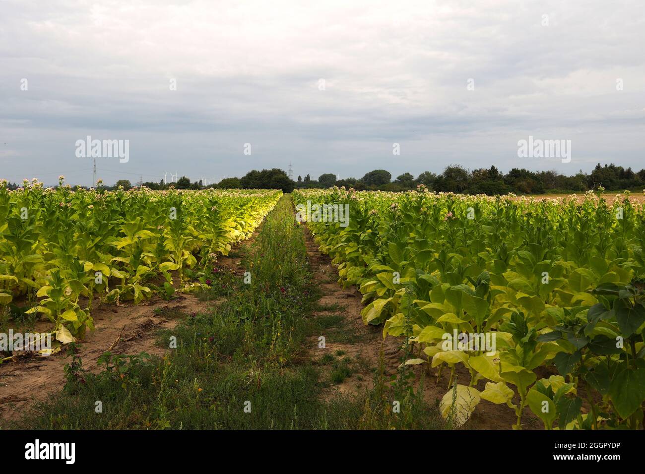 Tobacco plants on a field in Rhineland-Palatinate Stock Photo - Alamy