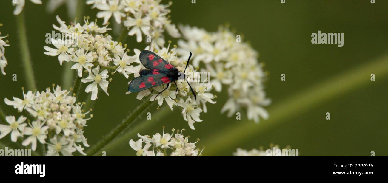Day Flying Moths High Resolution Stock Photography and Images - Alamy