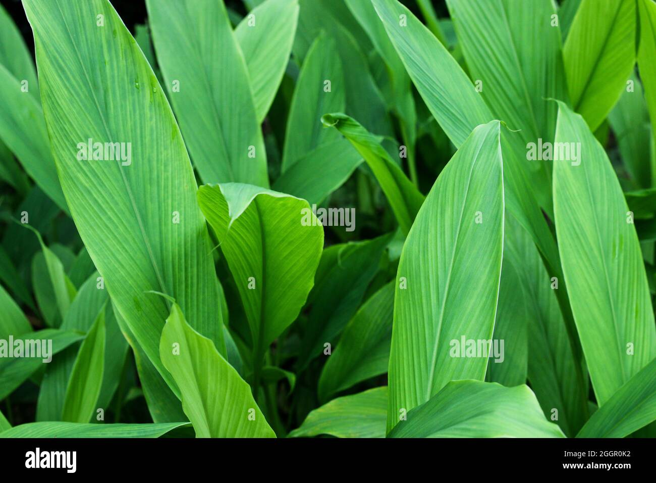 Turmeric, Haldi (Curcuma Longa) plant leaves isolated. Asian herb ...