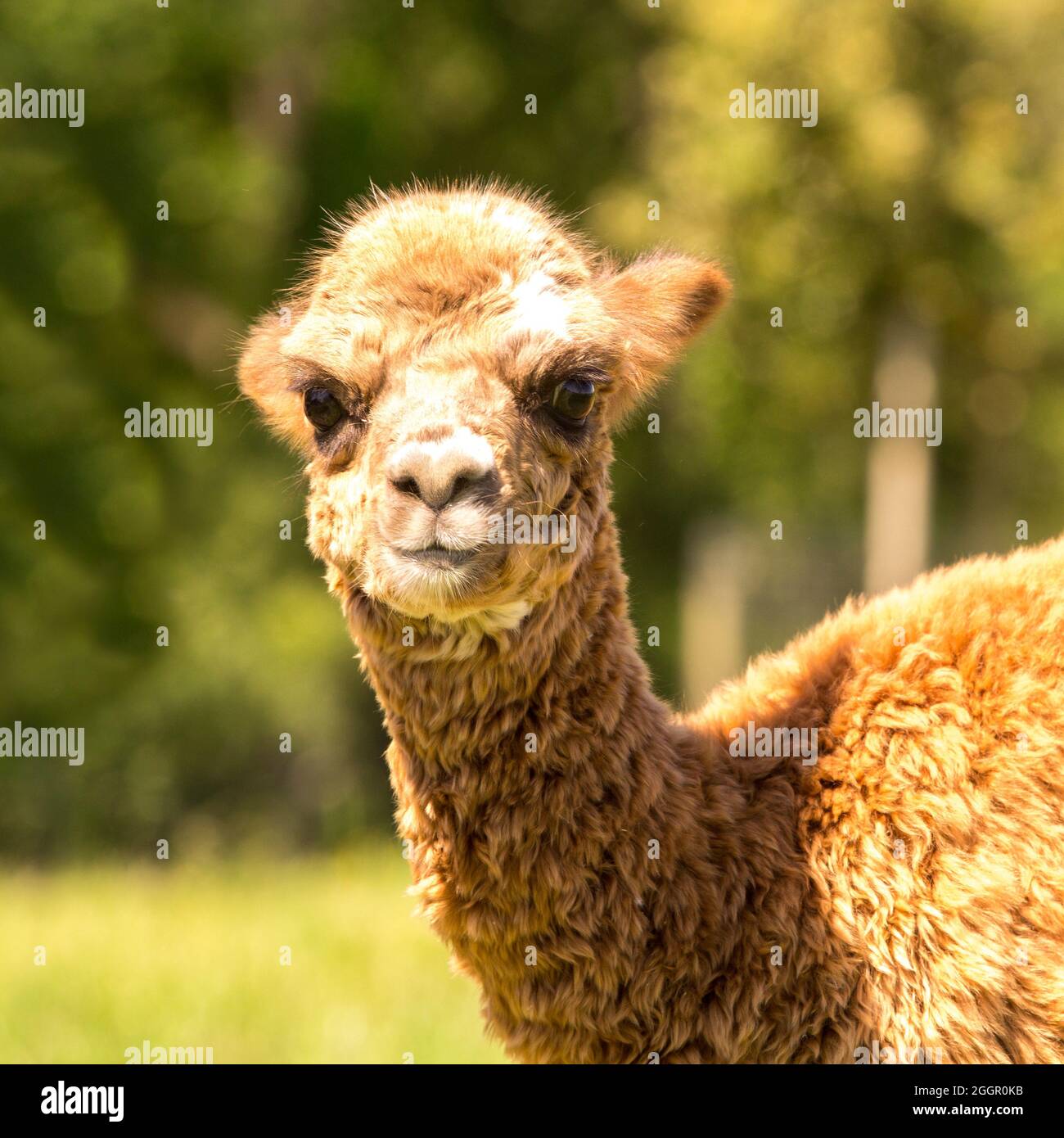 Alpaca Baby Brown