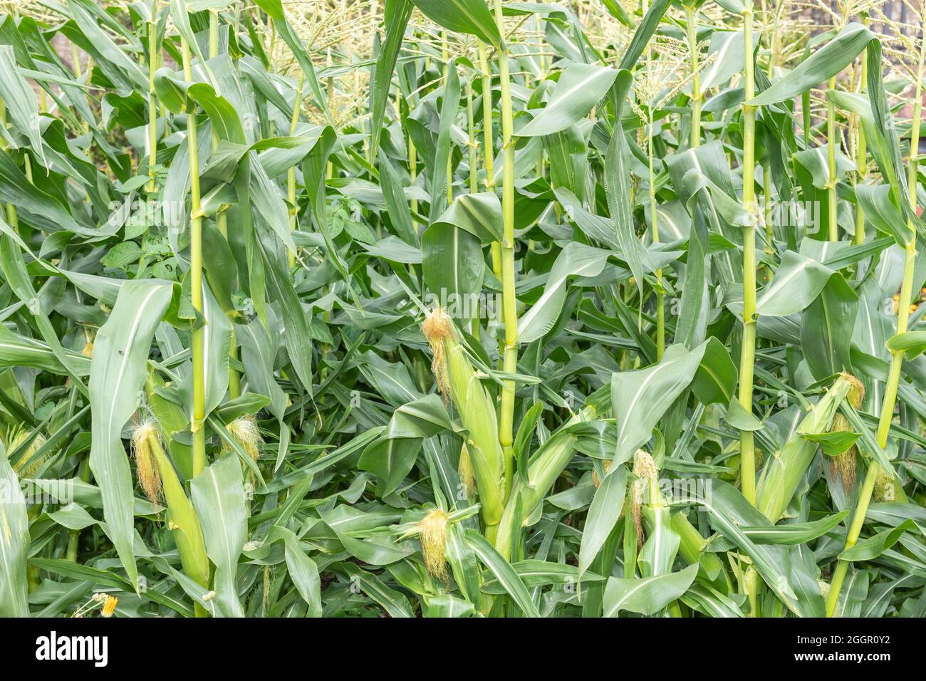 Close up of rows of maize in a walled garden Stock Photo - Alamy