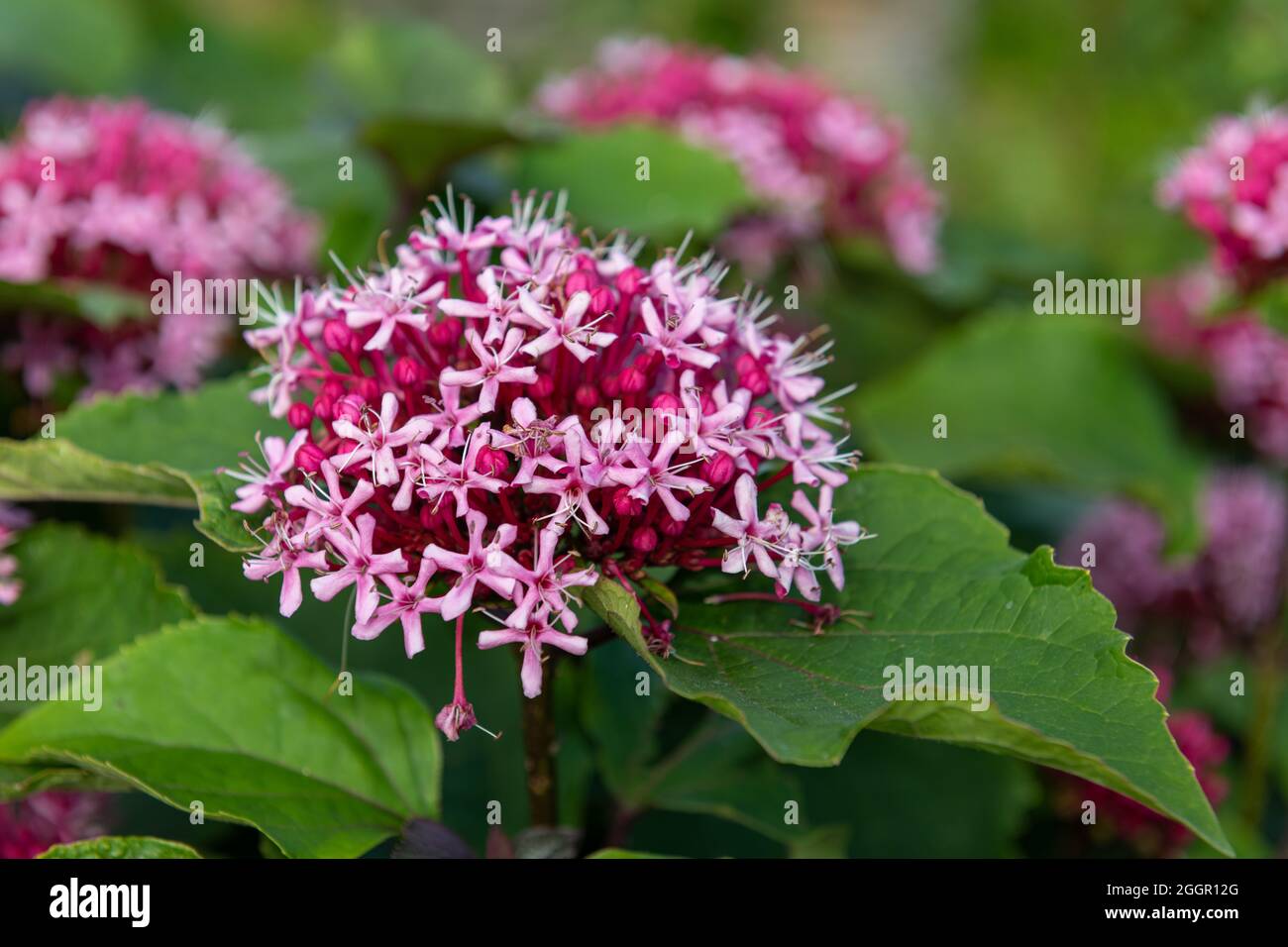 Rose glory bower clerodendrum bungei hi-res stock photography and ...