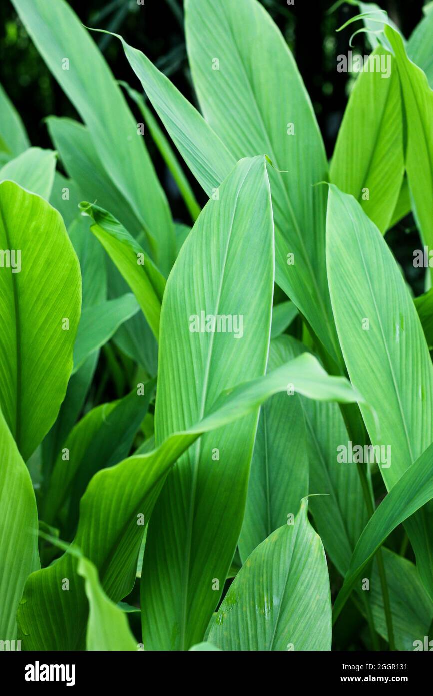 Turmeric, Haldi (Curcuma Longa) plant leaves isolated. Asian herb ...