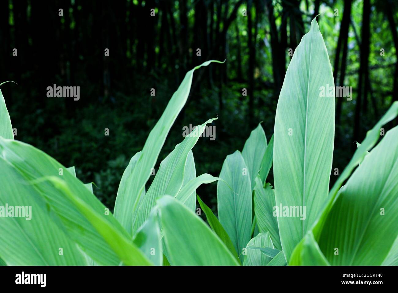 Turmeric, Haldi (Curcuma Longa) plant leaves isolated. Asian herb ...