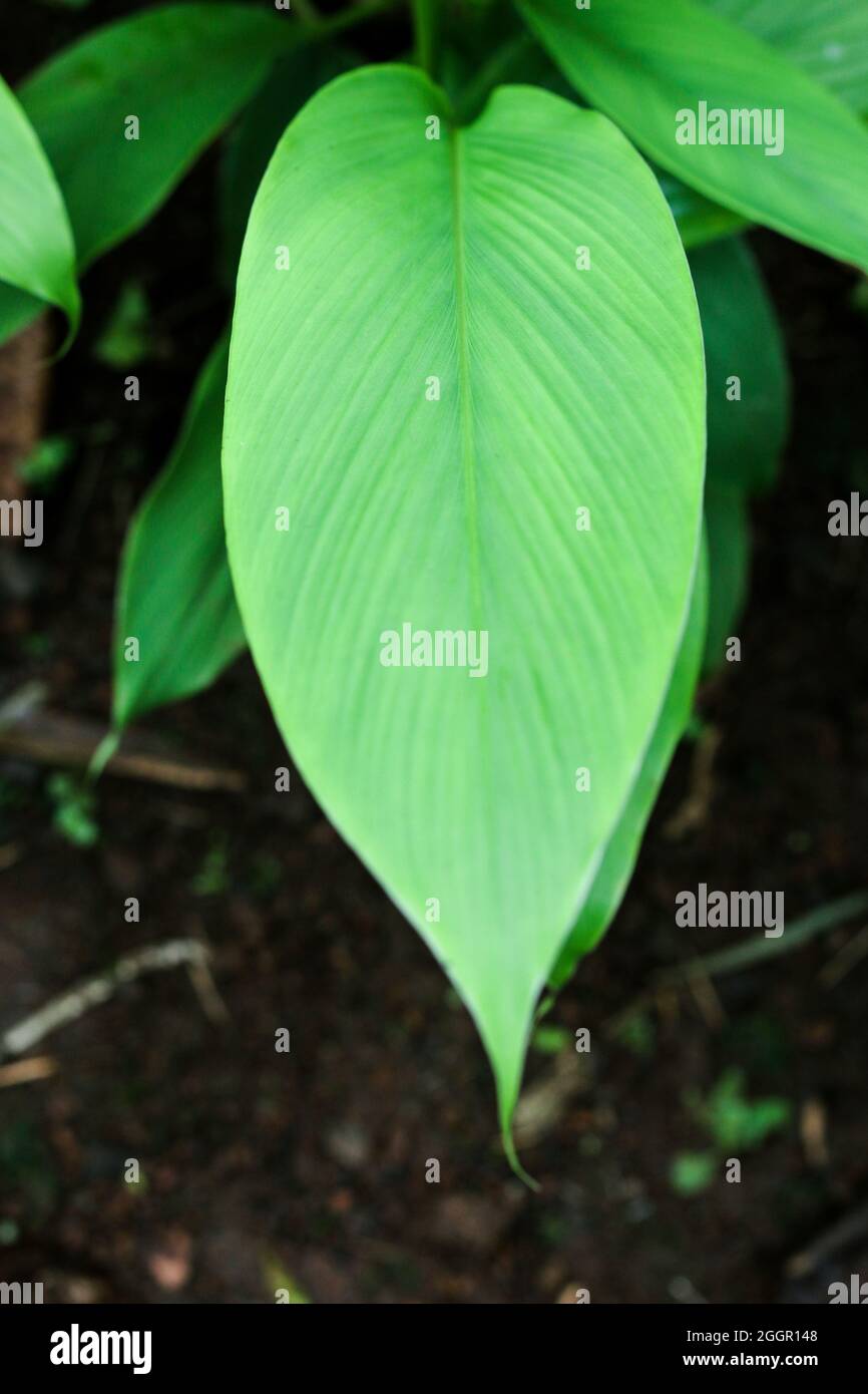 Turmeric, Haldi (Curcuma Longa) plant leaves isolated. Asian herb ...