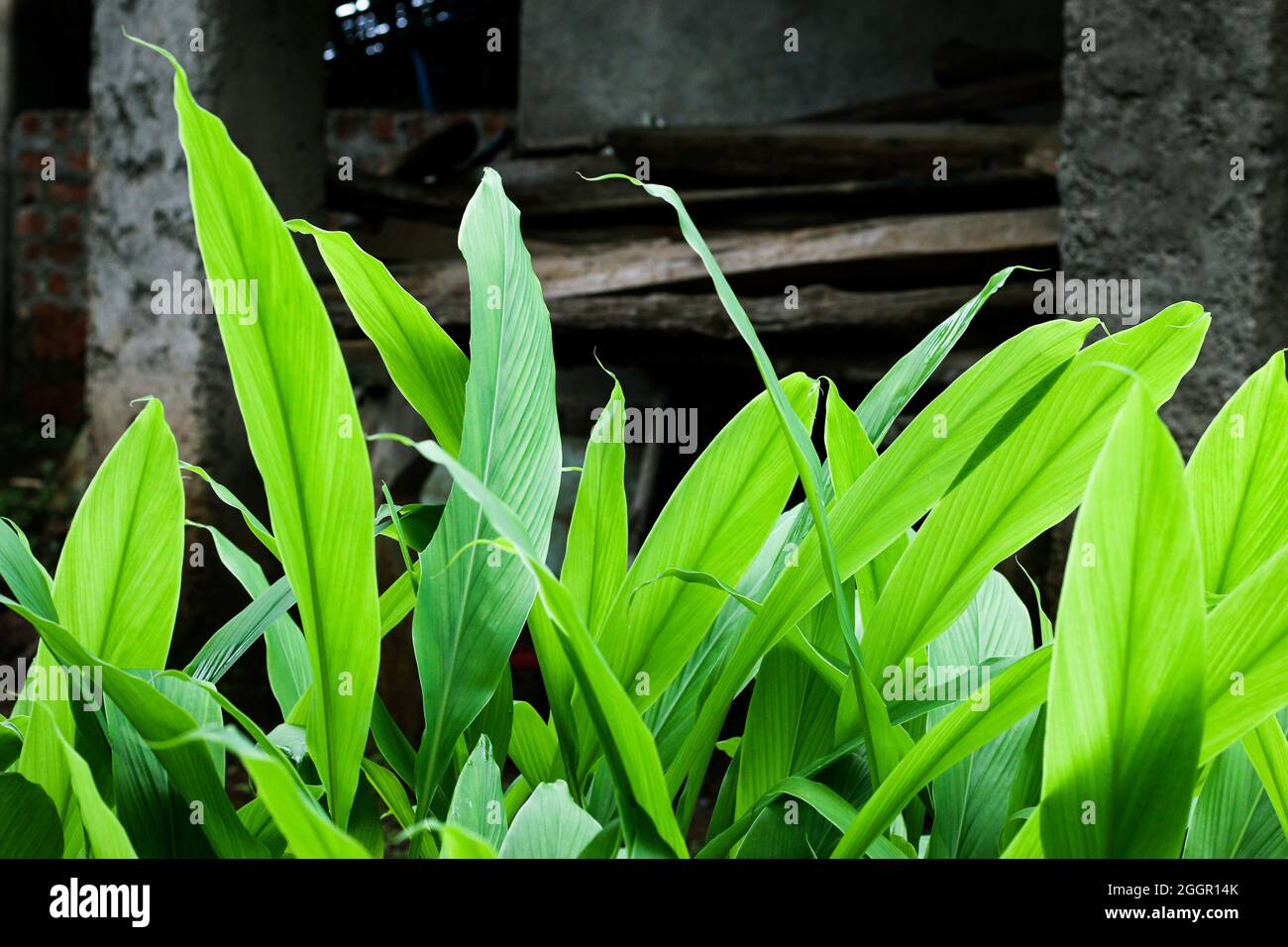 Turmeric, Haldi (Curcuma Longa) plant leaves isolated. Asian herb ...