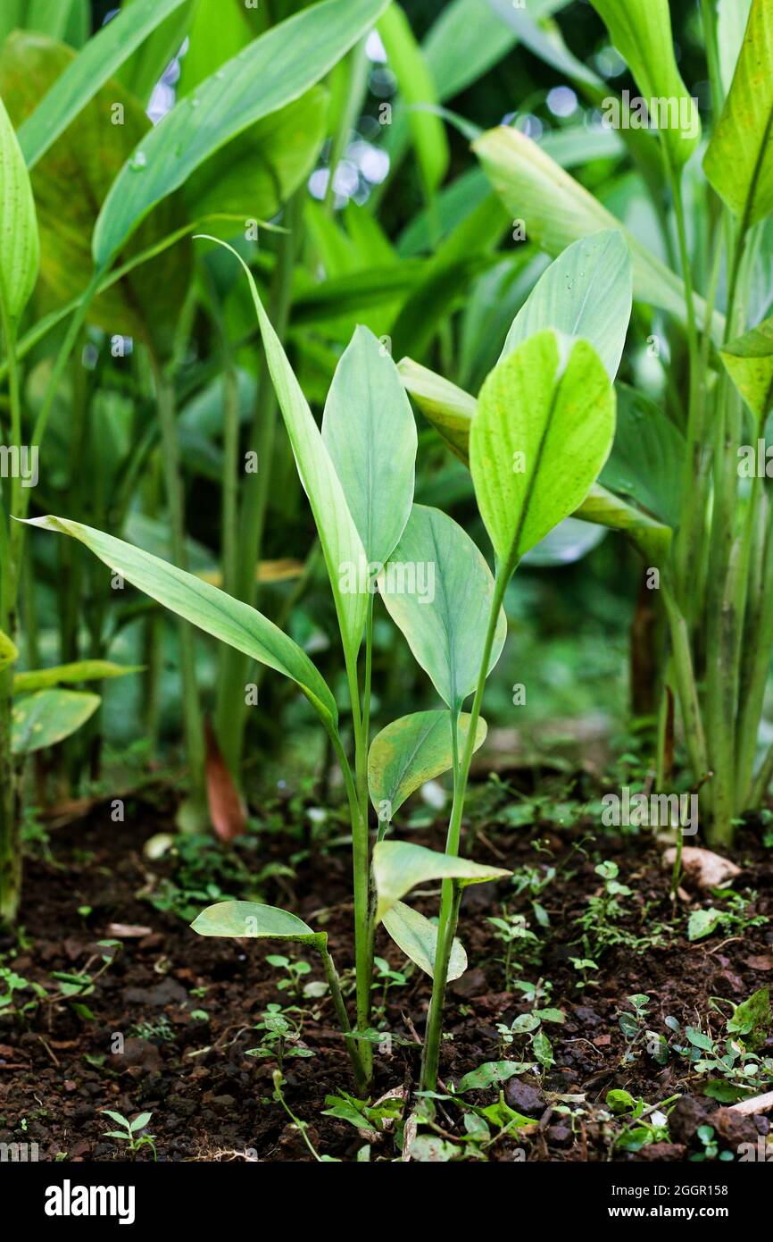Turmeric, Haldi (Curcuma Longa) plant leaves isolated. Asian herb ...