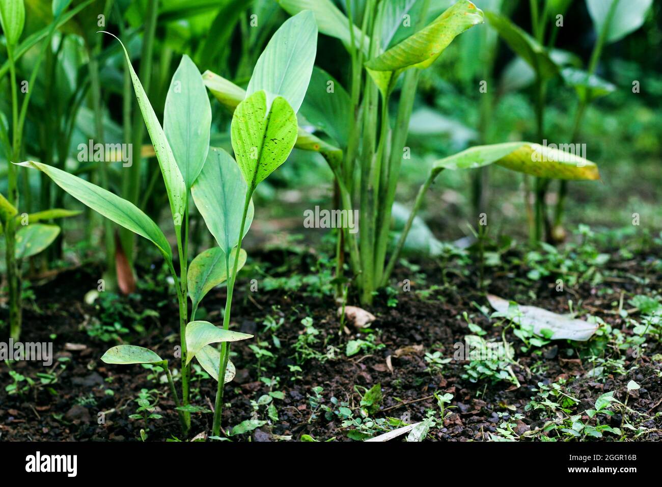 Turmeric, Haldi (Curcuma Longa) plant leaves isolated. Asian herb ...