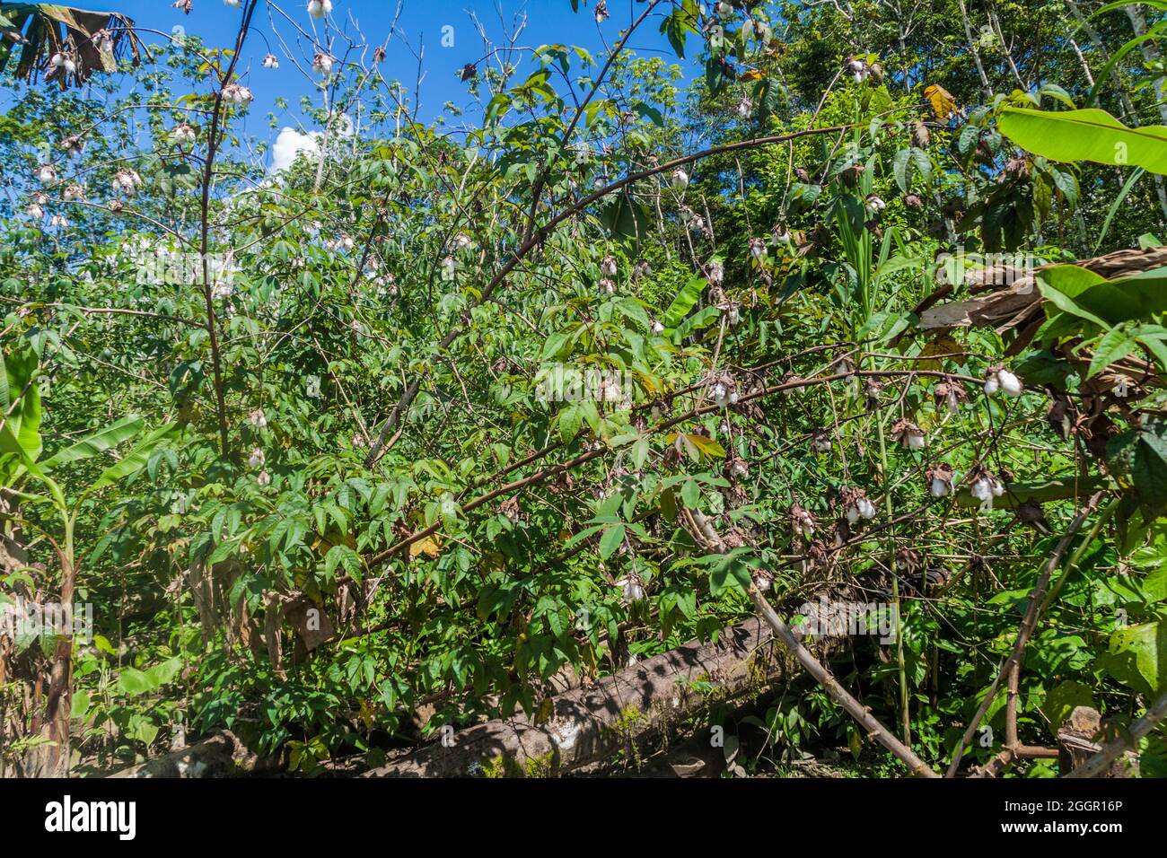 Cotton plant in a peruvian jungle Stock Photo - Alamy