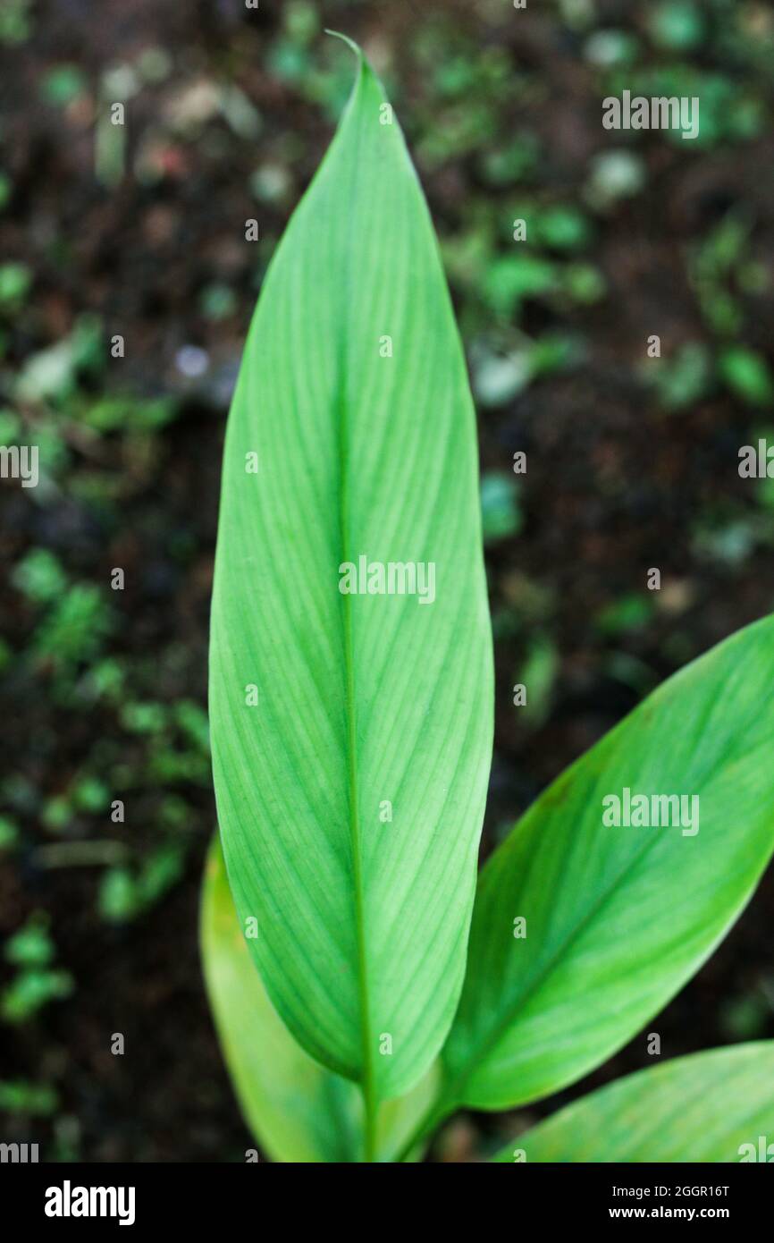 Turmeric, Haldi (Curcuma Longa) plant leaves isolated. Asian herb ...