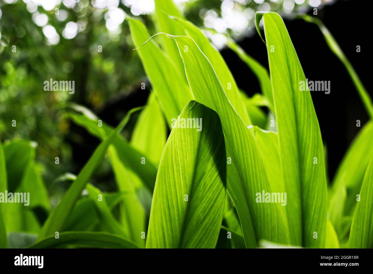 Turmeric, Haldi (Curcuma Longa) plant leaves isolated. Asian herb ...