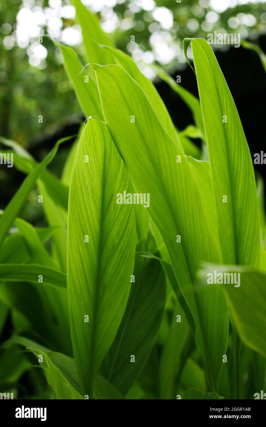 Turmeric, Haldi (Curcuma Longa) plant leaves isolated. Asian herb ...