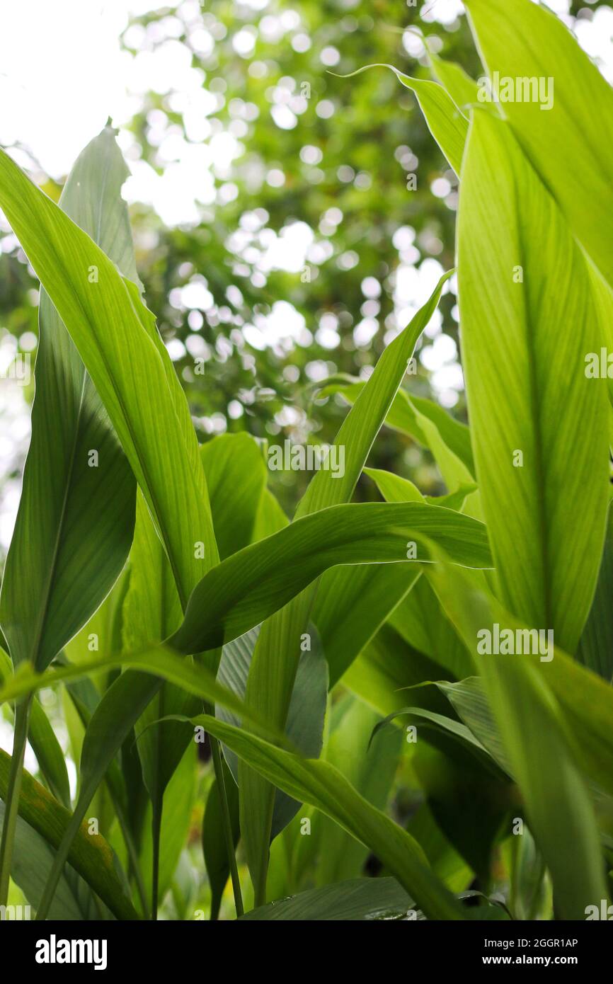 Turmeric, Haldi (Curcuma Longa) plant leaves isolated. Asian herb ...