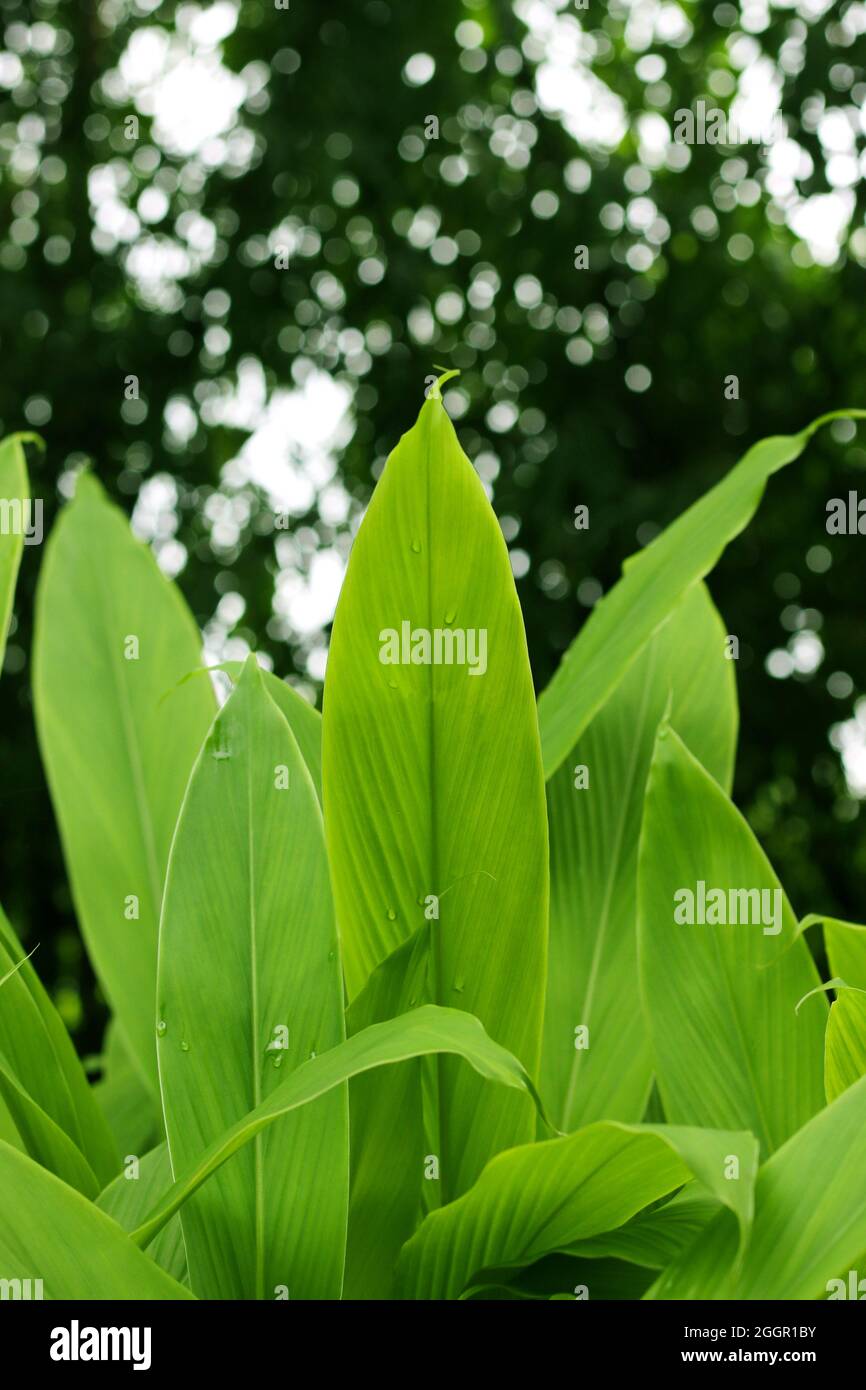 Turmeric, Haldi (Curcuma Longa) plant leaves isolated. Asian herb ...