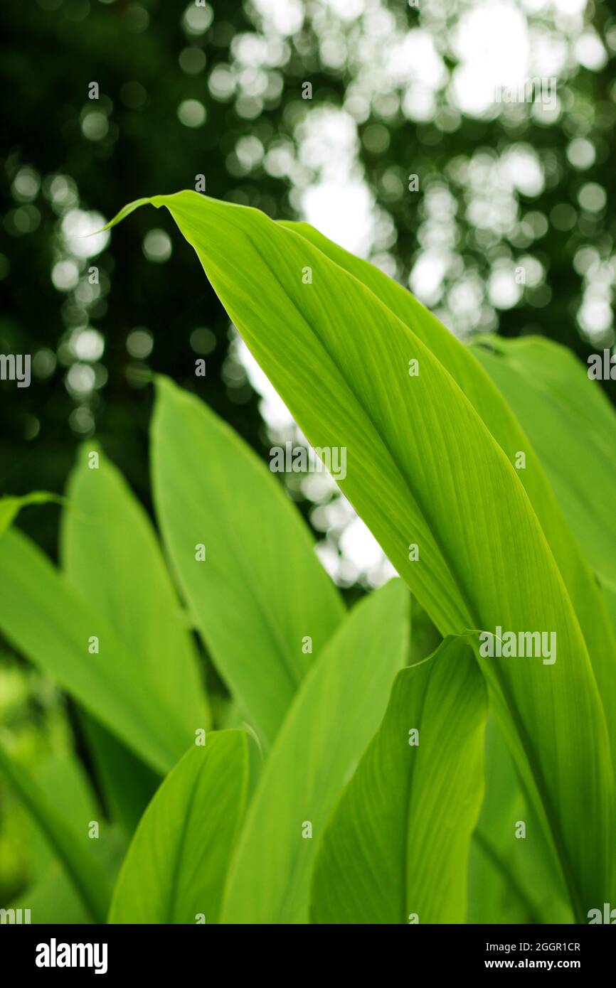 Turmeric, Haldi (Curcuma Longa) plant leaves isolated. Asian herb ...