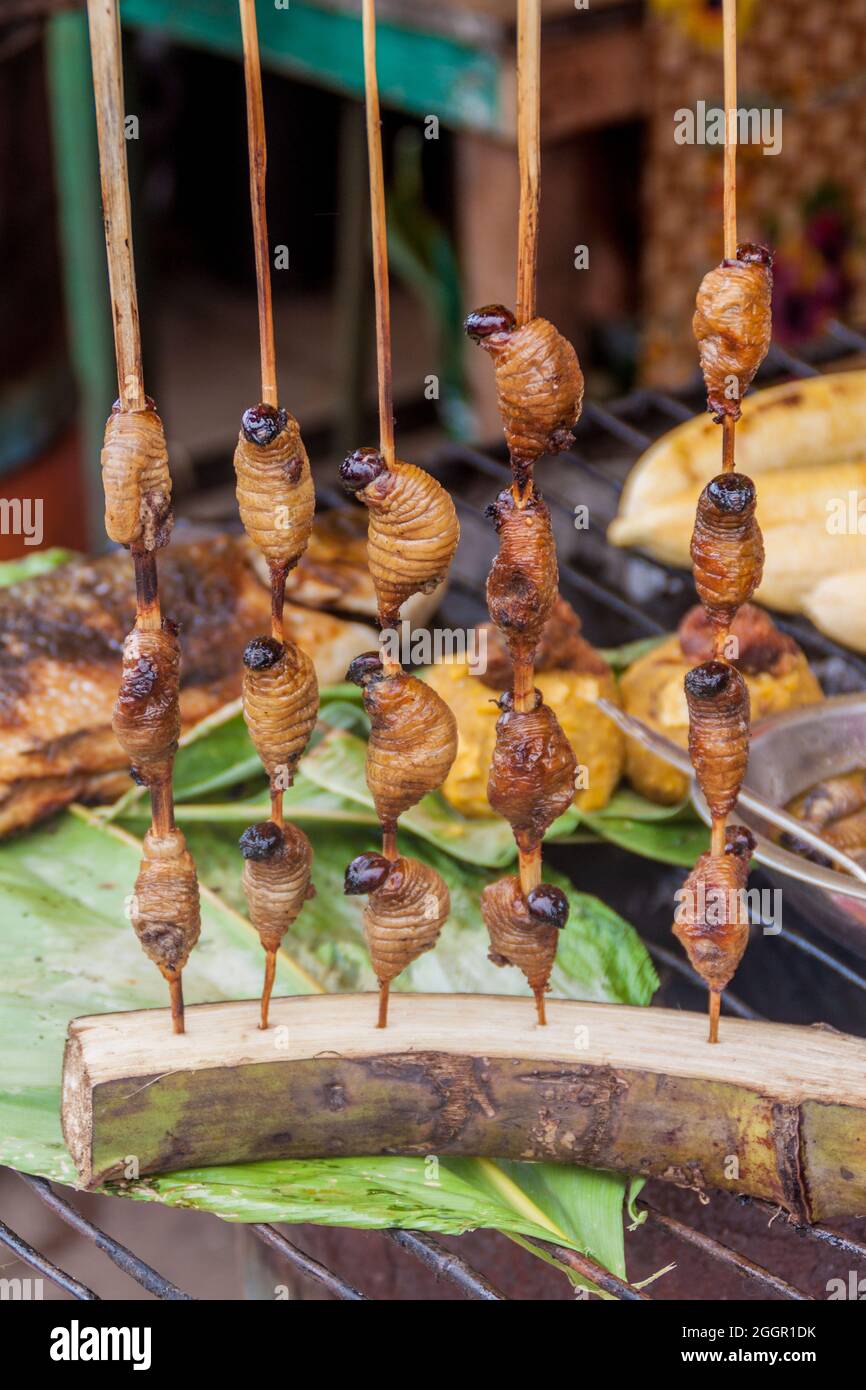 Fried Suri worms (Rhynchophorus palmarum) on a market in Iquitos, Peru ...