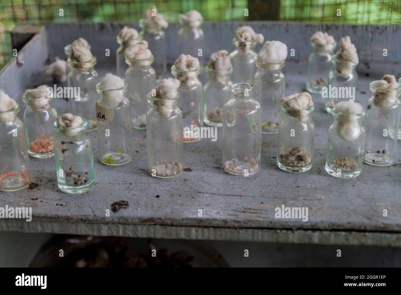 Butterfly eggs in Butterfly Farm Pilpintuwasi in village Padre Cocha ...