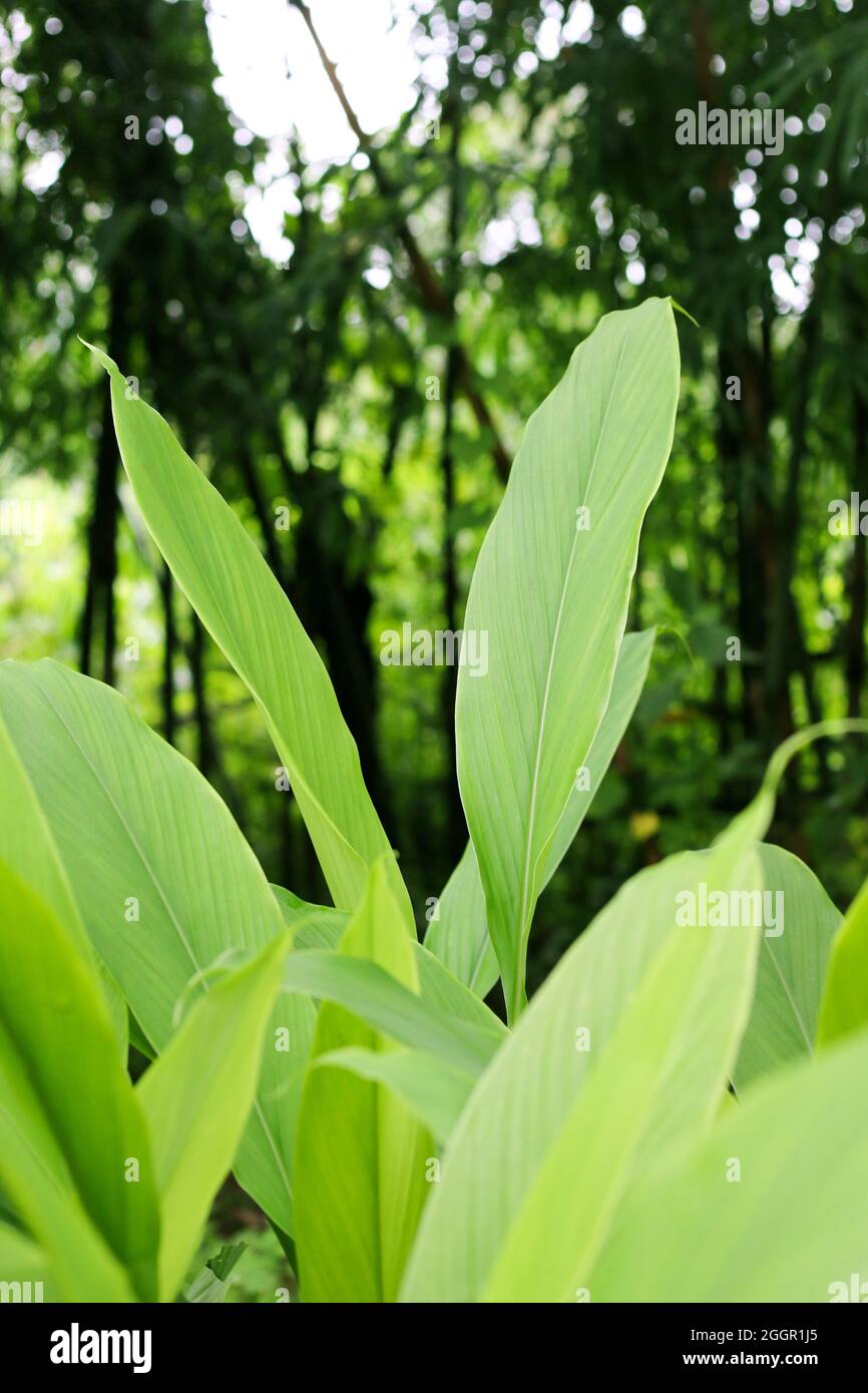 Turmeric, Haldi (Curcuma Longa) plant leaves isolated. Asian herb ...