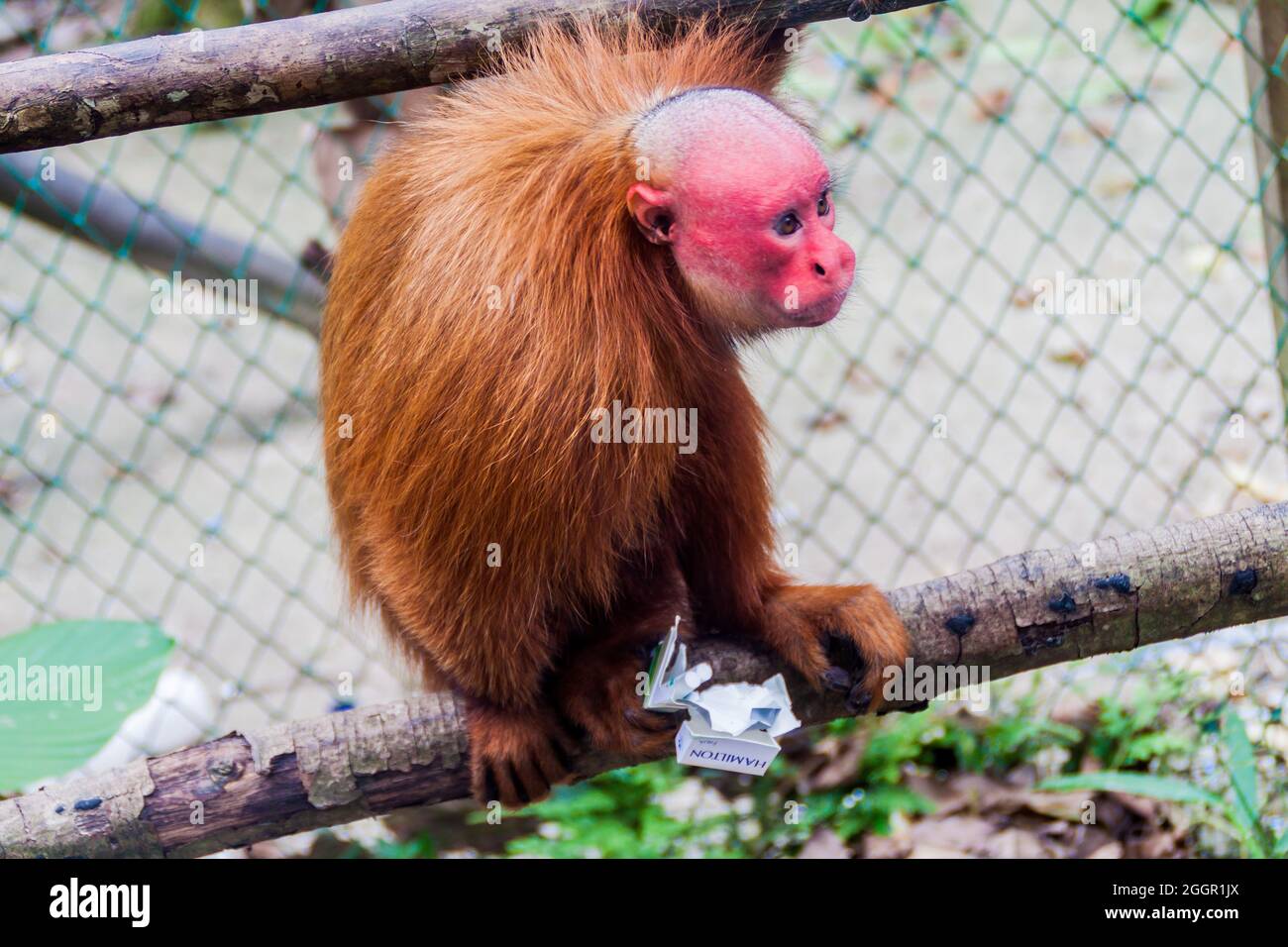 Monkey pack hi-res stock photography and images - Alamy