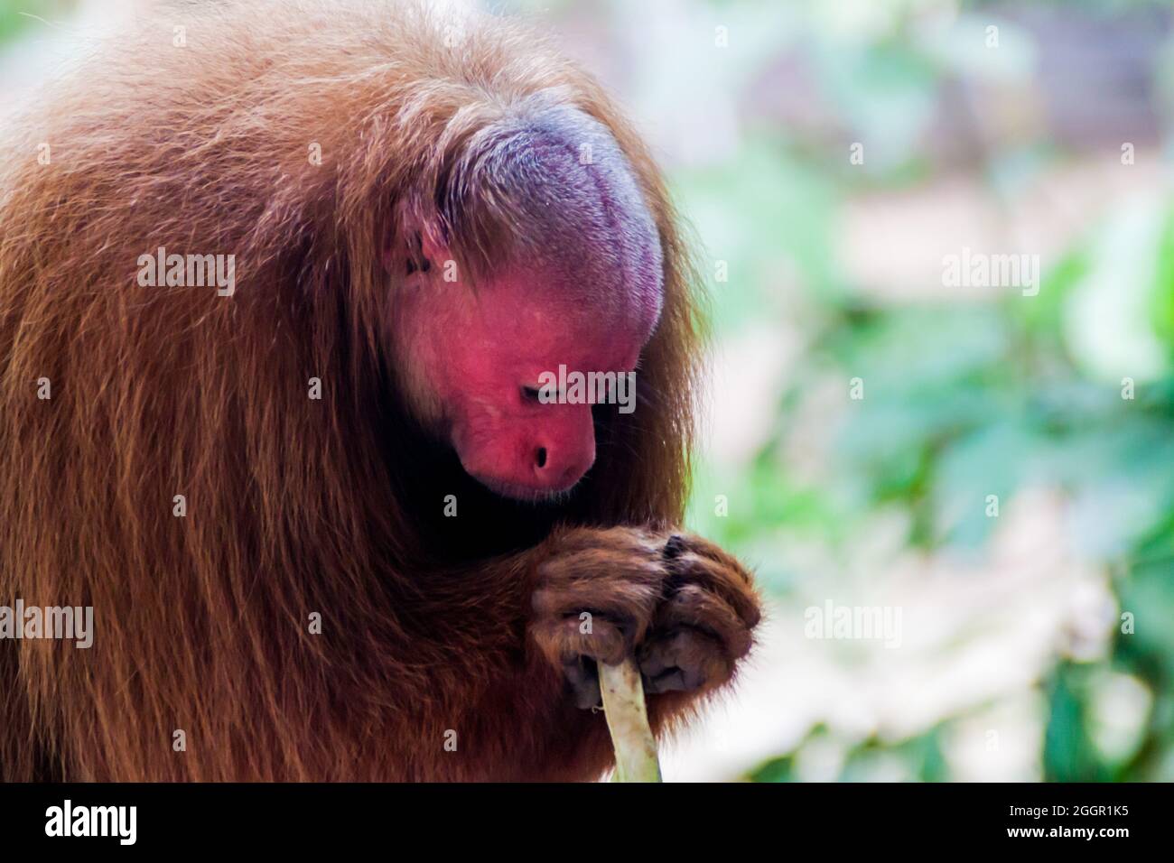 The bald uakari monkey (Cacajao calvus) in Amazon Animal Orphanage ...