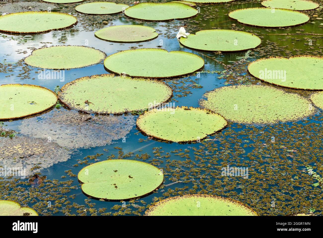 Victoria Amazonica, the largest water lilly in the world, in Fundo ...