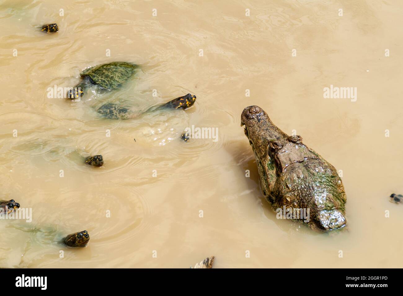 The yellow-spotted Amazon river turtle (Podocnemis unifilis) and ...