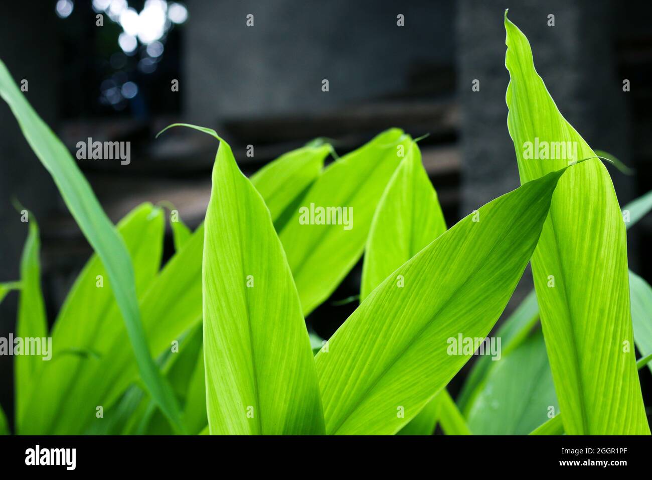 Turmeric, Haldi (Curcuma Longa) plant leaves isolated. Asian herb ...