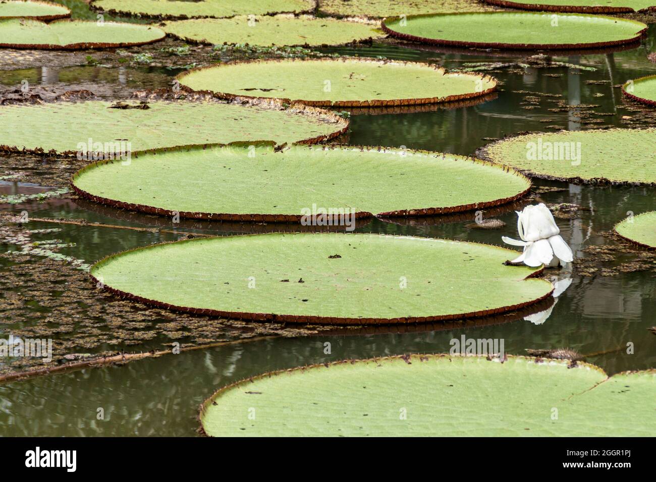 Victoria Amazonica, the largest water lilly in the world, in Fundo ...