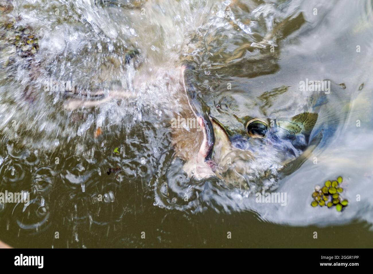 Arapaima fish in Fundo Pedrito animal farm in village Barrio Florido ...