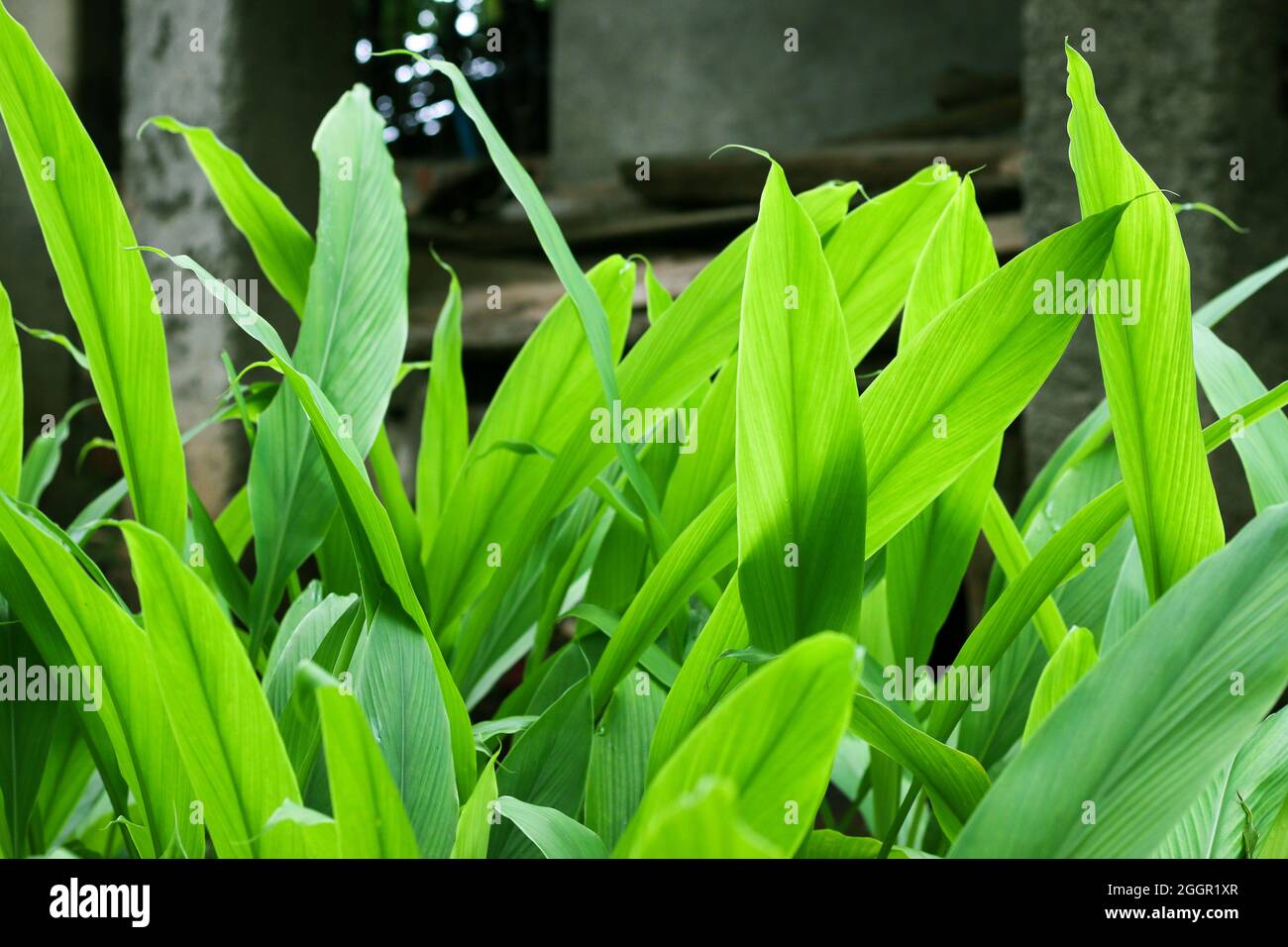 Turmeric, Haldi (Curcuma Longa) plant leaves isolated. Asian herb ...