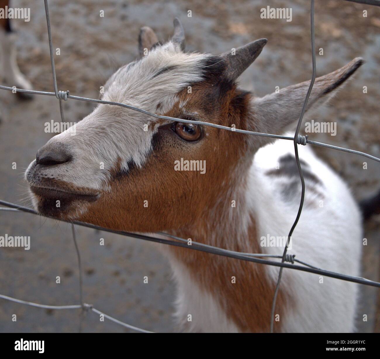 Goat from the side hi-res stock photography and images - Alamy