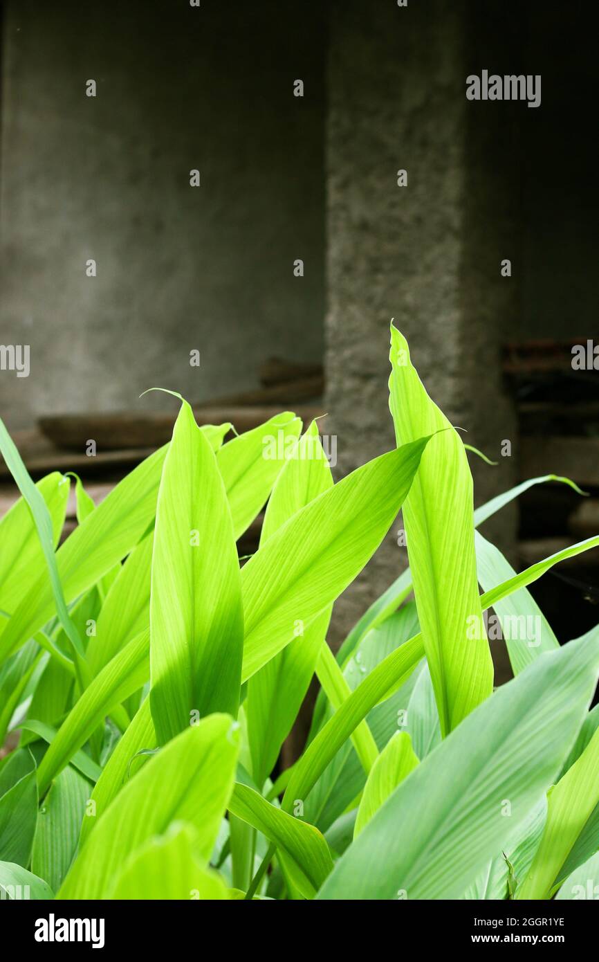 Turmeric, Haldi (Curcuma Longa) plant leaves isolated. Asian herb ...