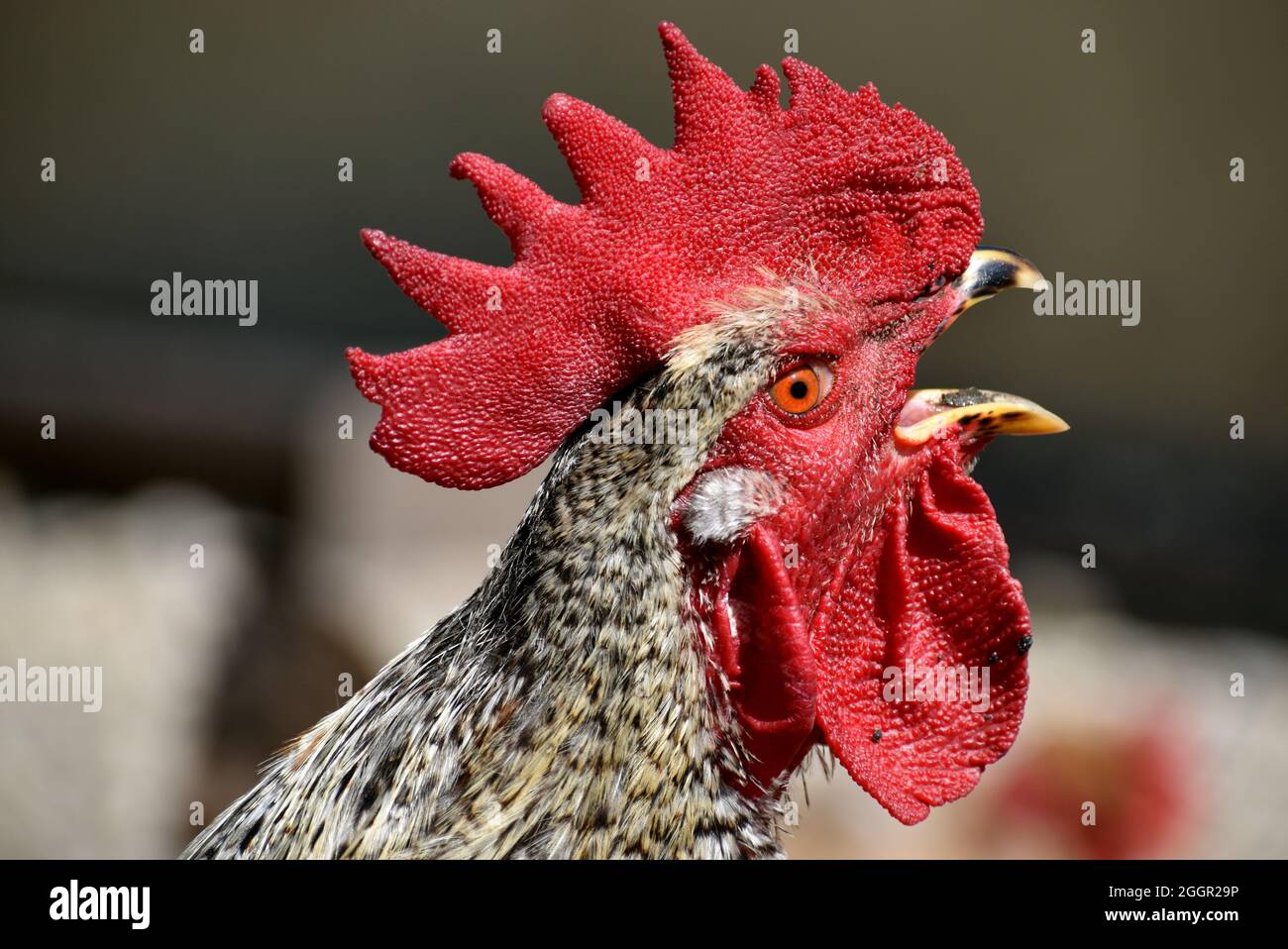 Close-up of a rooster crowing with detailed black and white feathers ...
