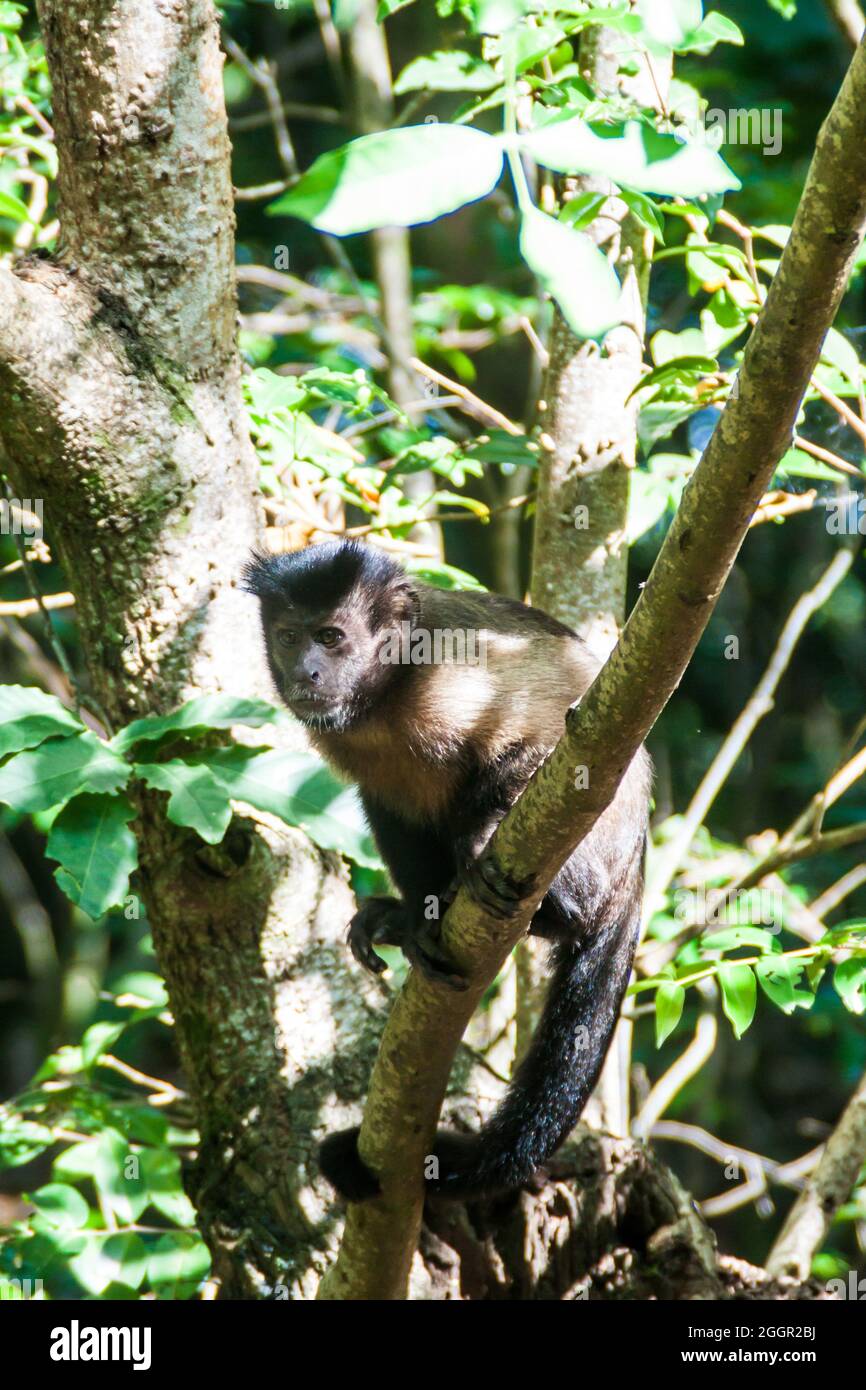 Capuchin monkey at Ile Royale, one of the islands of Iles du Salut ...