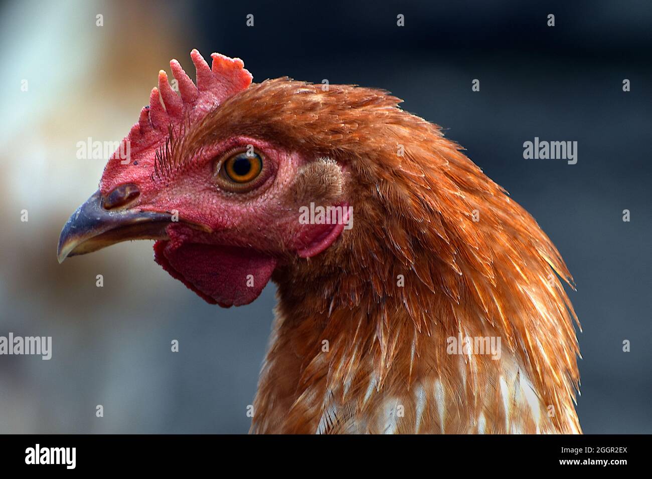 Close-up shot of chicken's head with red crest Stock Photo - Alamy