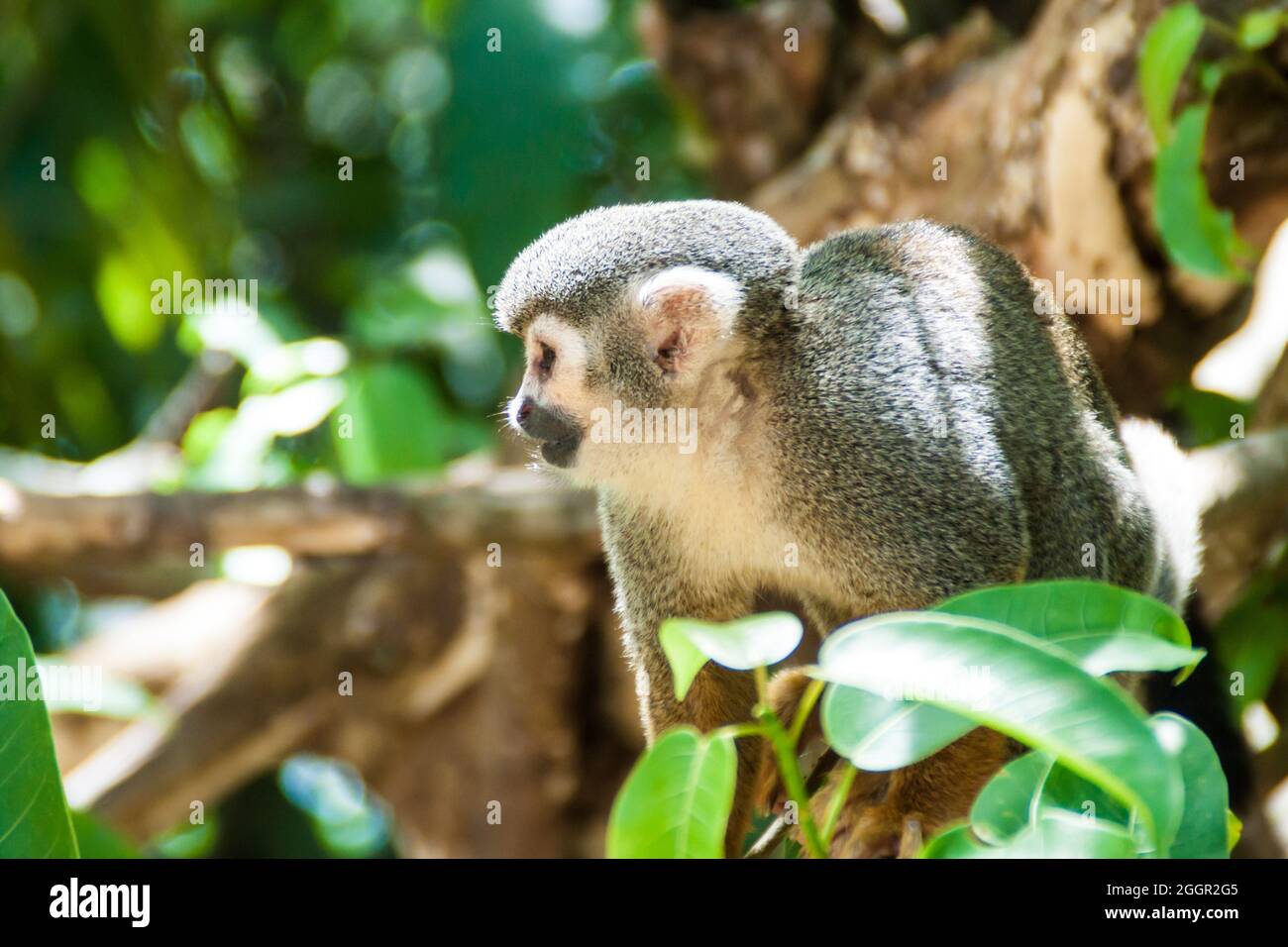 Squirrel monkey at Ile Royale, one of the islands of Iles du Salut ...