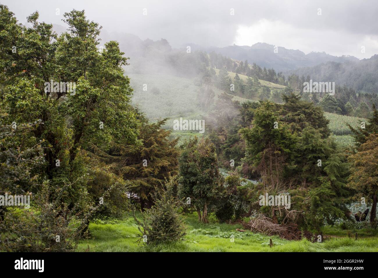 General view of a Corn field through the mist located at San Jose ...