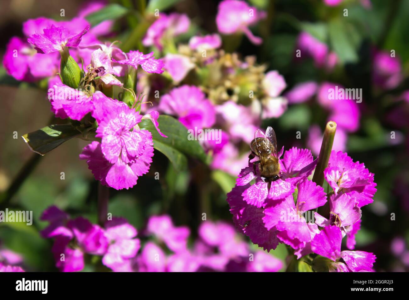 Nectar Bee on Flowers (Sweet Williams Stock Photo - Alamy