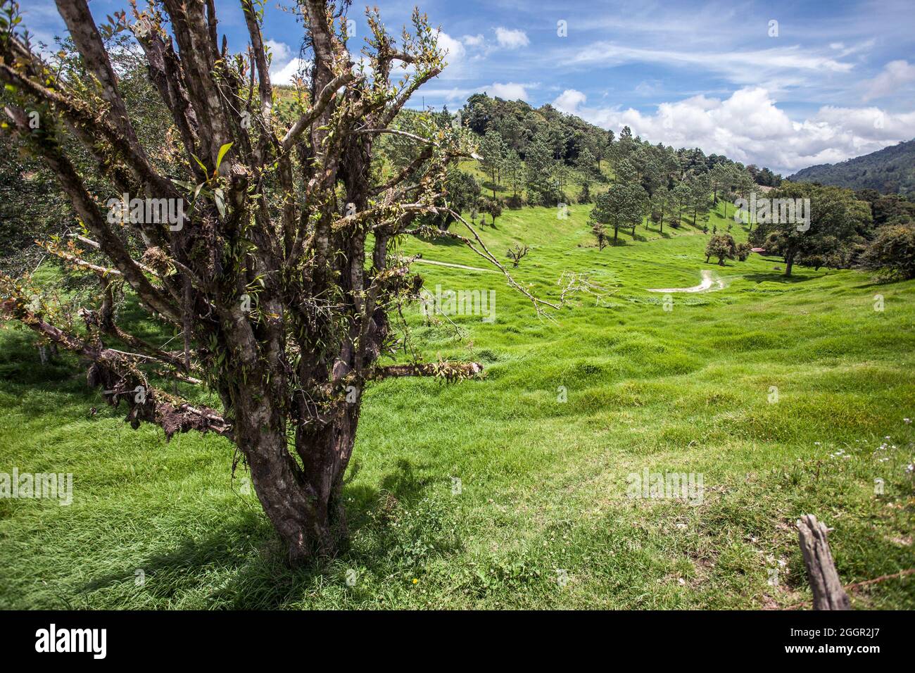 General view of a Corn field through the mist located at San Jose ...