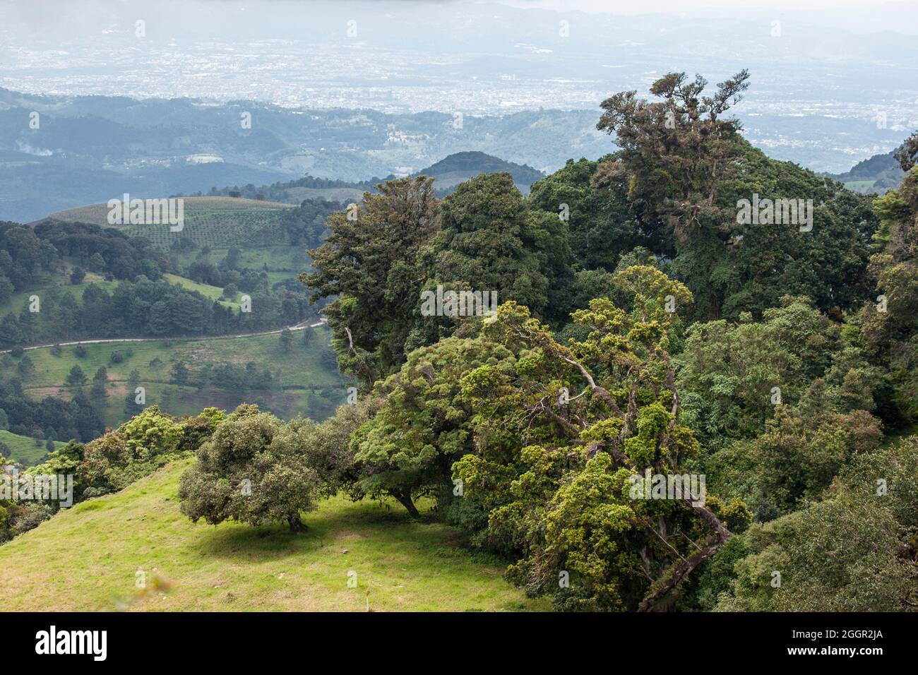 General view of a Corn field through the mist located at San Jose ...