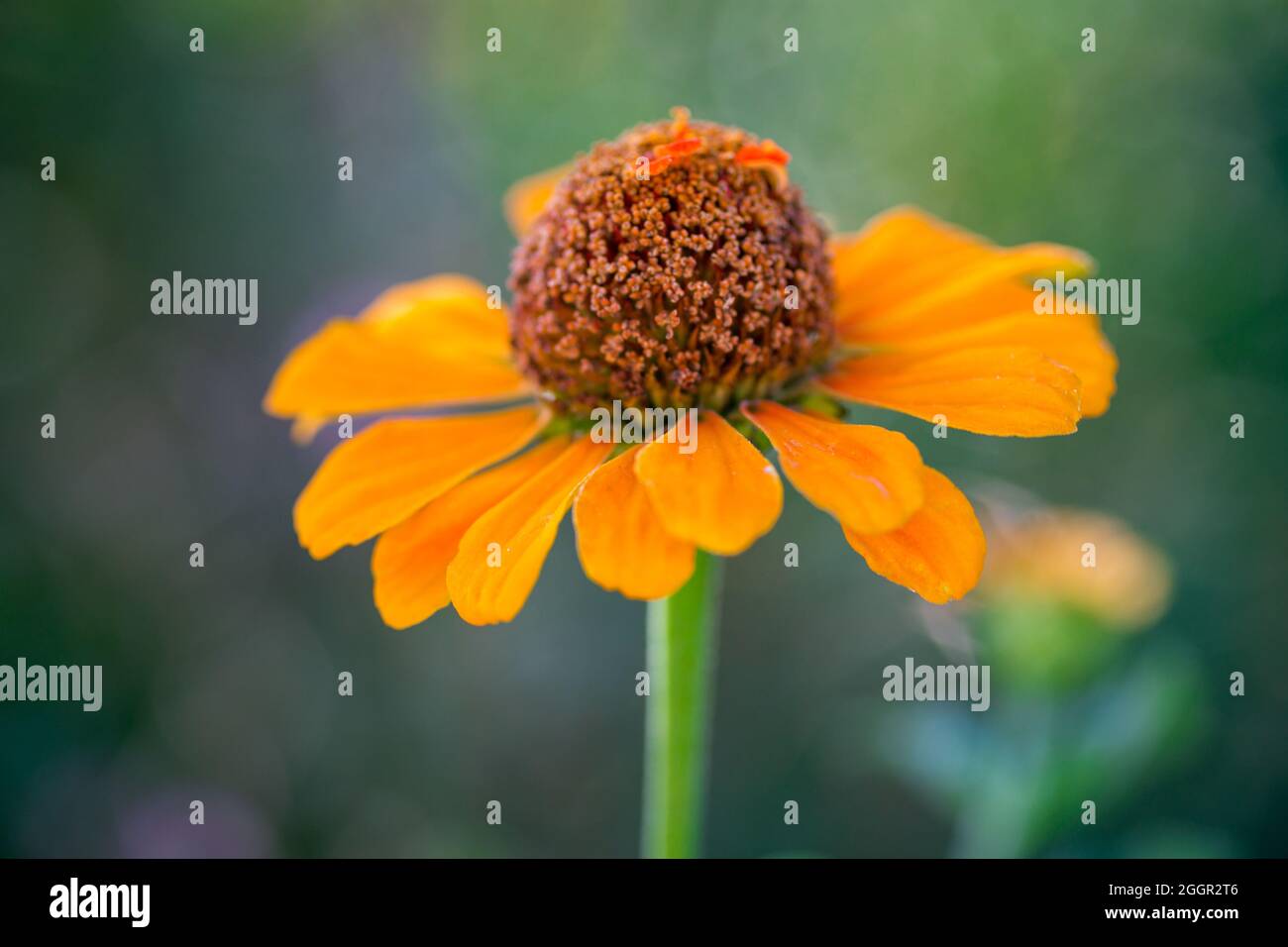 Beautiful garden flowers on a background of bokeh Stock Photo - Alamy