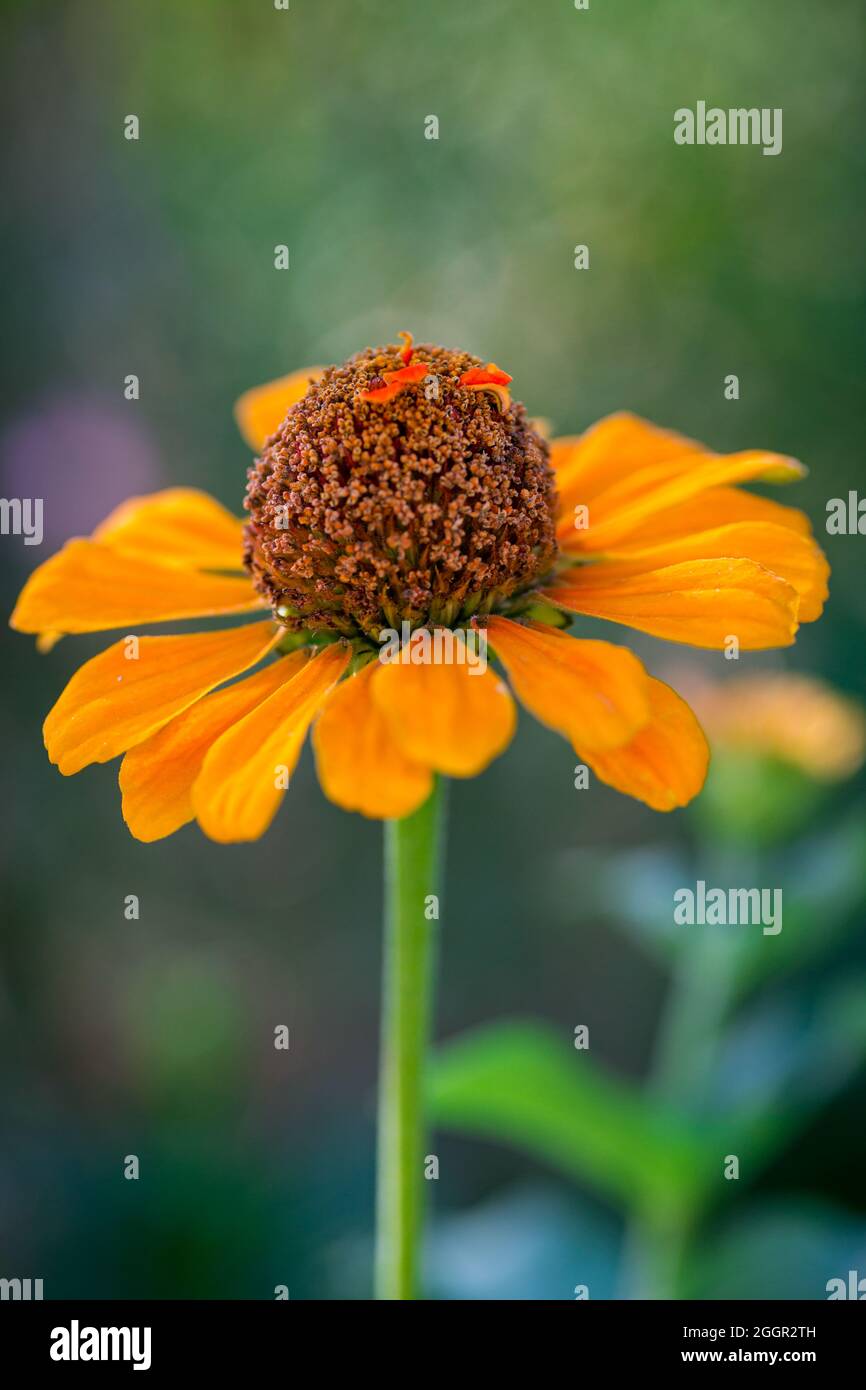 Beautiful garden flowers on a background of bokeh Stock Photo - Alamy