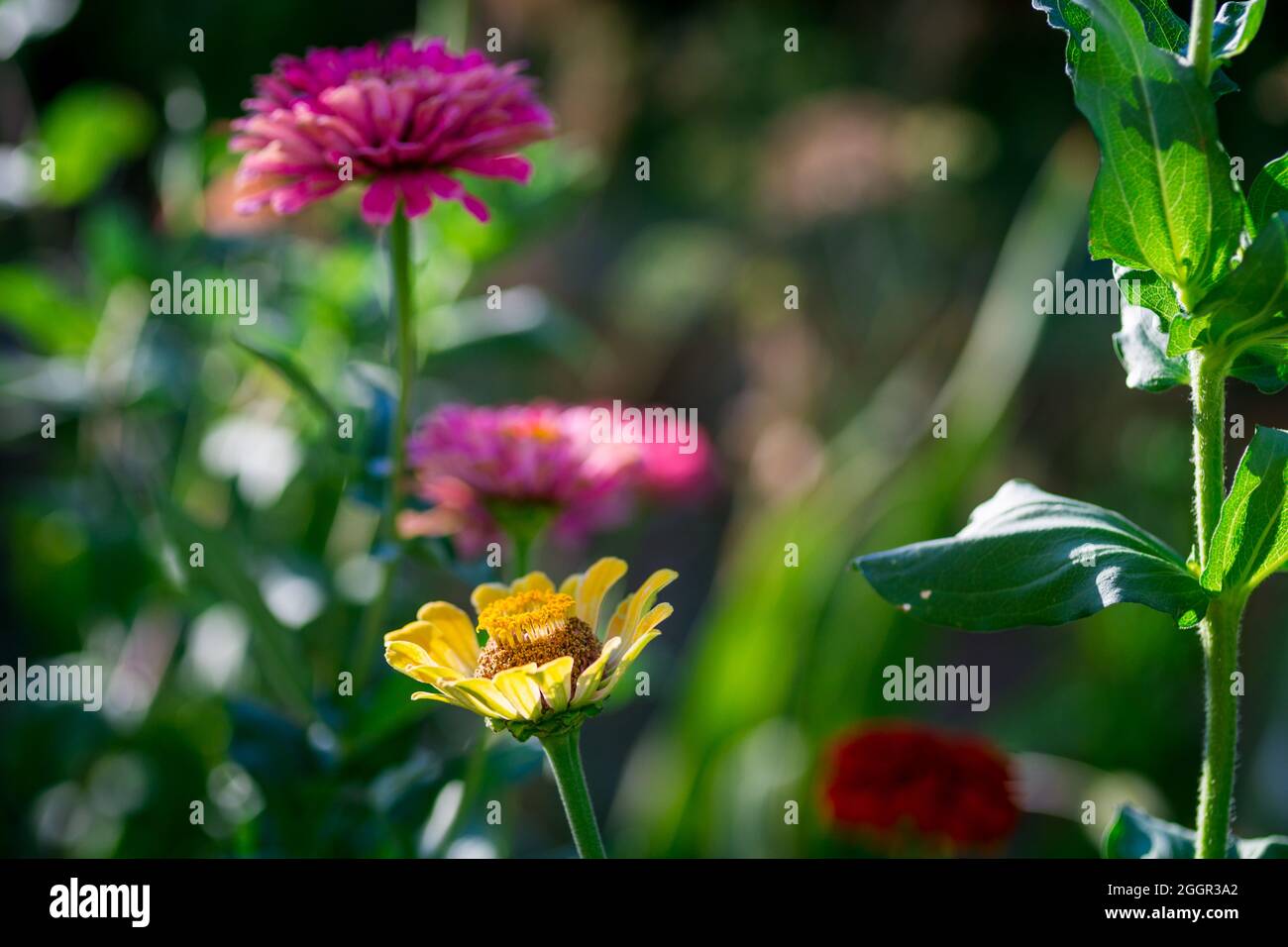Beautiful garden flowers on a background of bokeh Stock Photo - Alamy